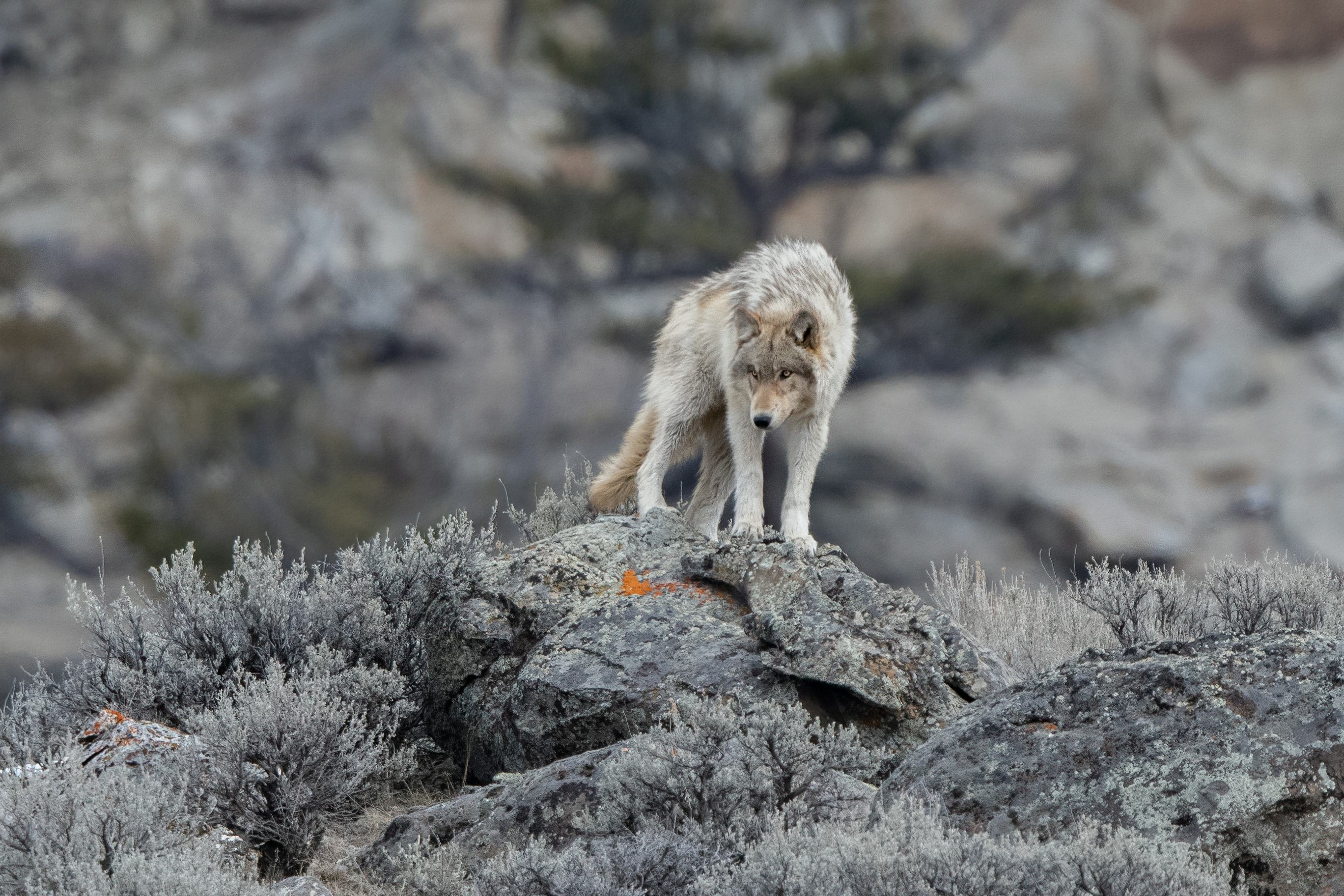 Watch: Rare footage captures a day in the life of a wild wolf
