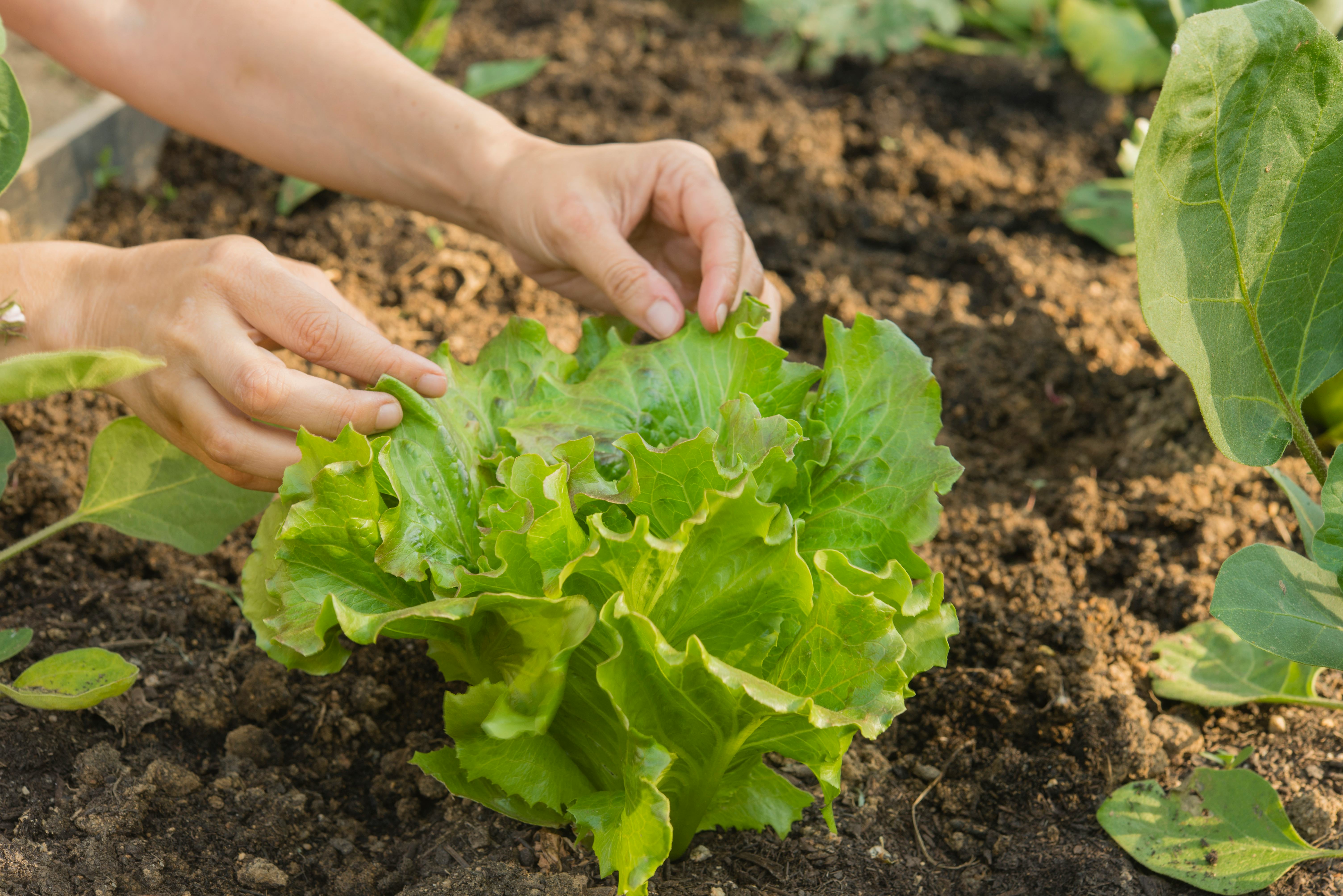 10 Easiest Vegetables To Grow At Home