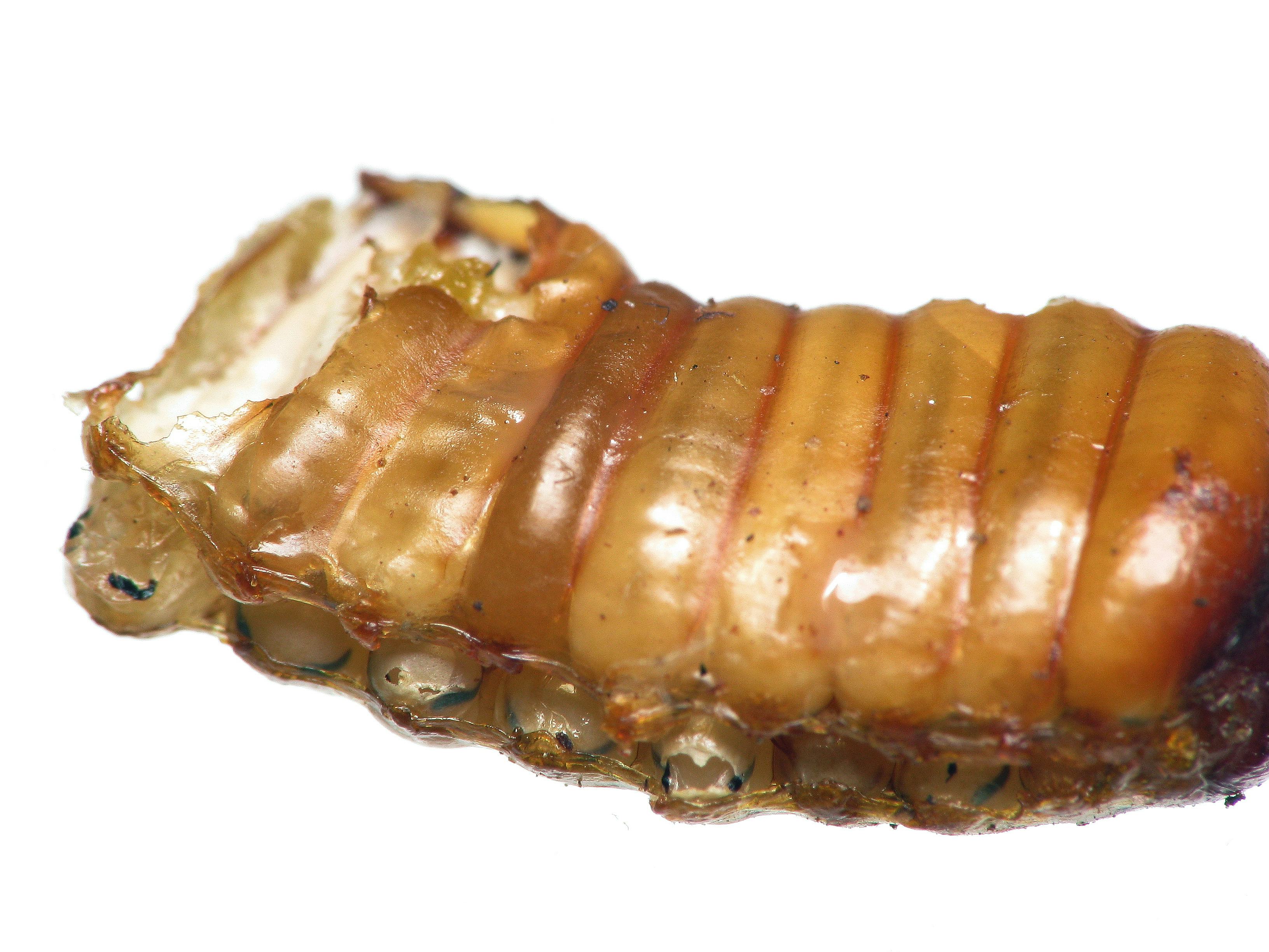 66 million years ago, one freakish cockroach trait helped them outlive ...