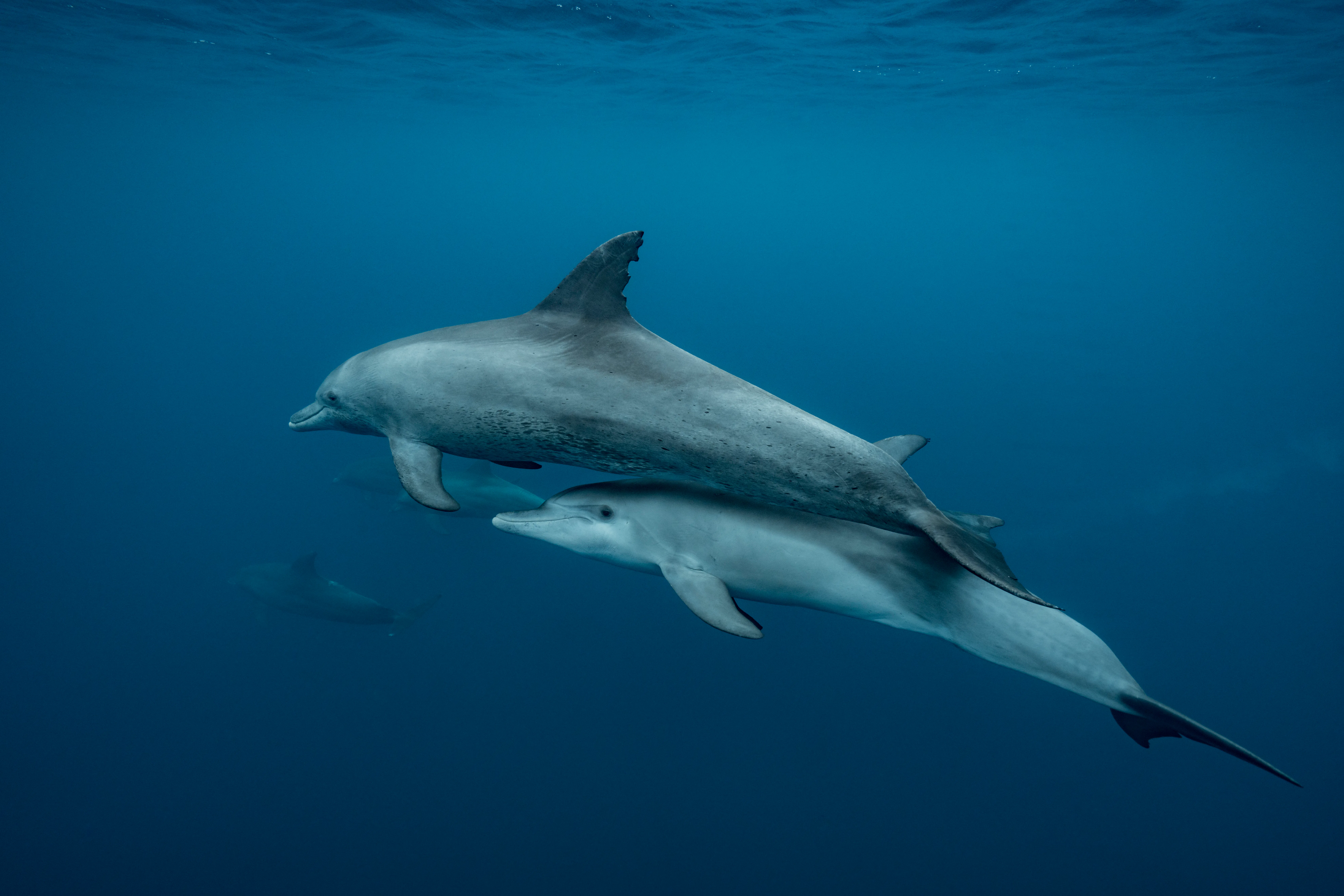 How do dolphins maintain their glowing skin? A study reveals the ...