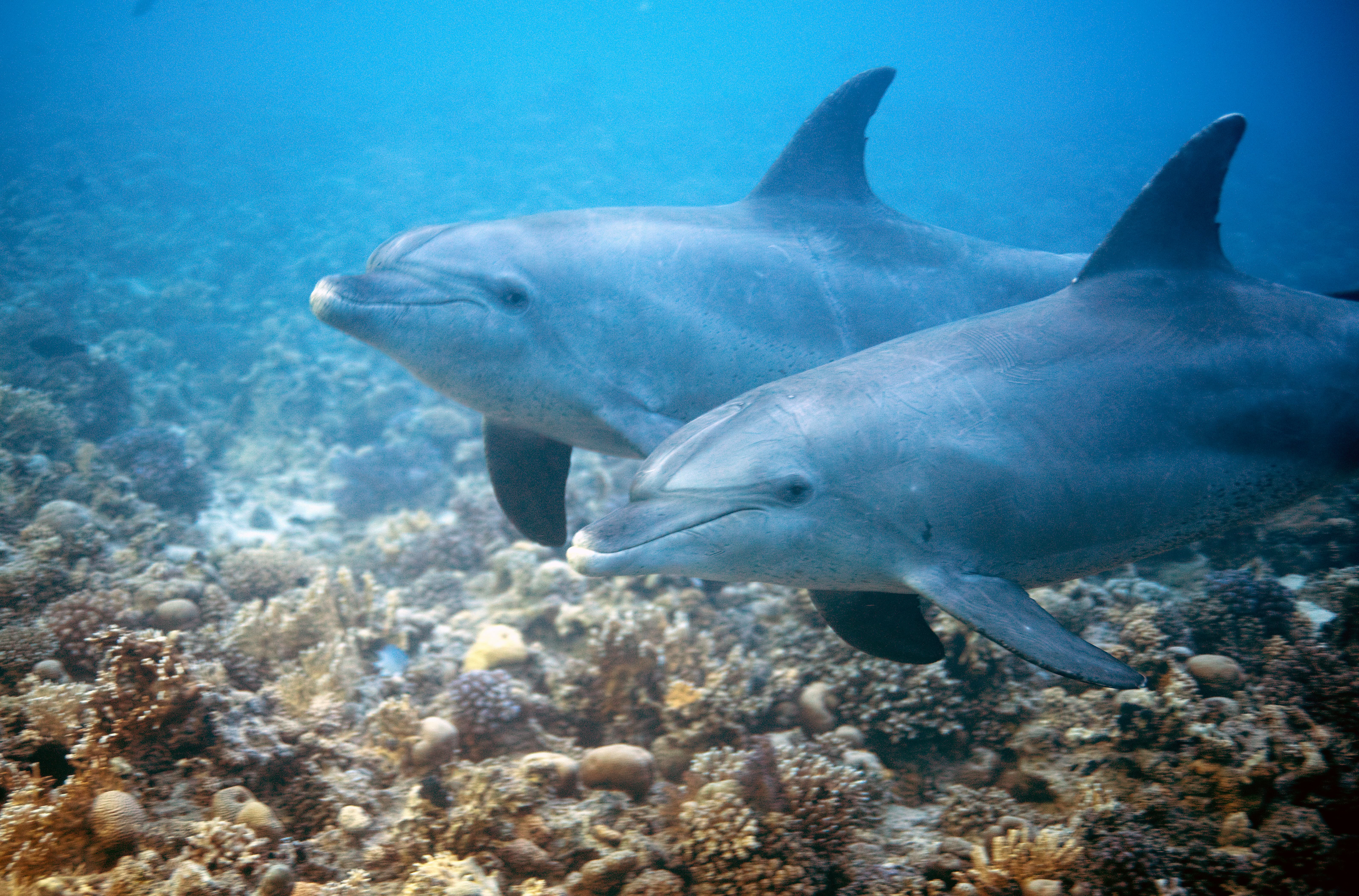 How do dolphins maintain their glowing skin? A study reveals the ...