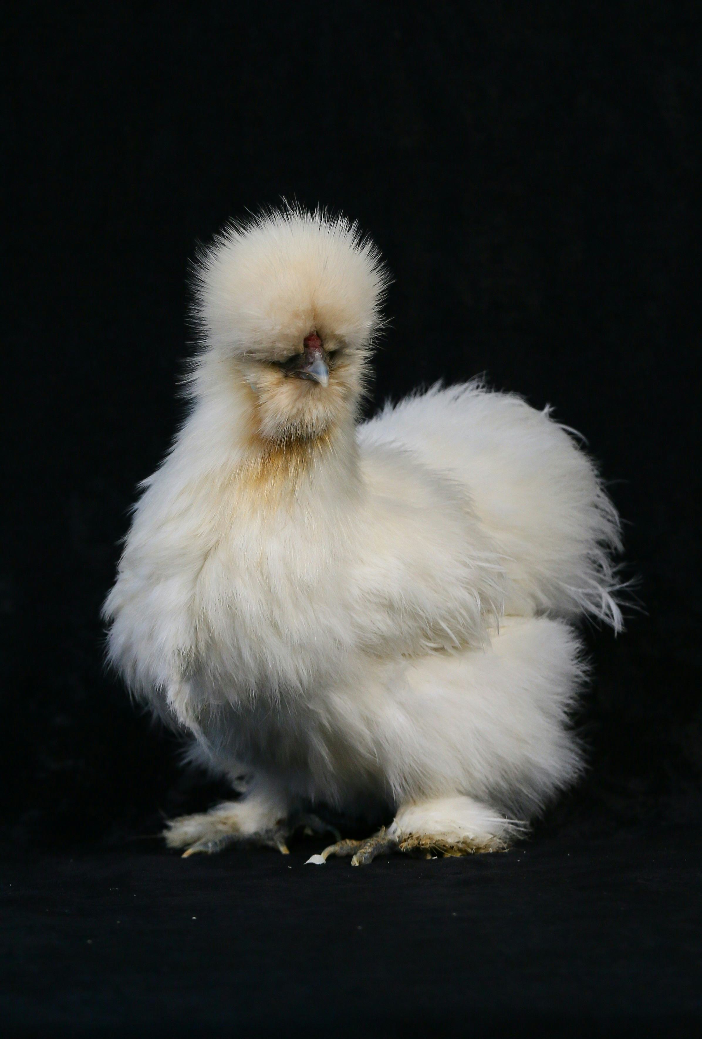 15 Quirky Chicken Names For Your Peeps