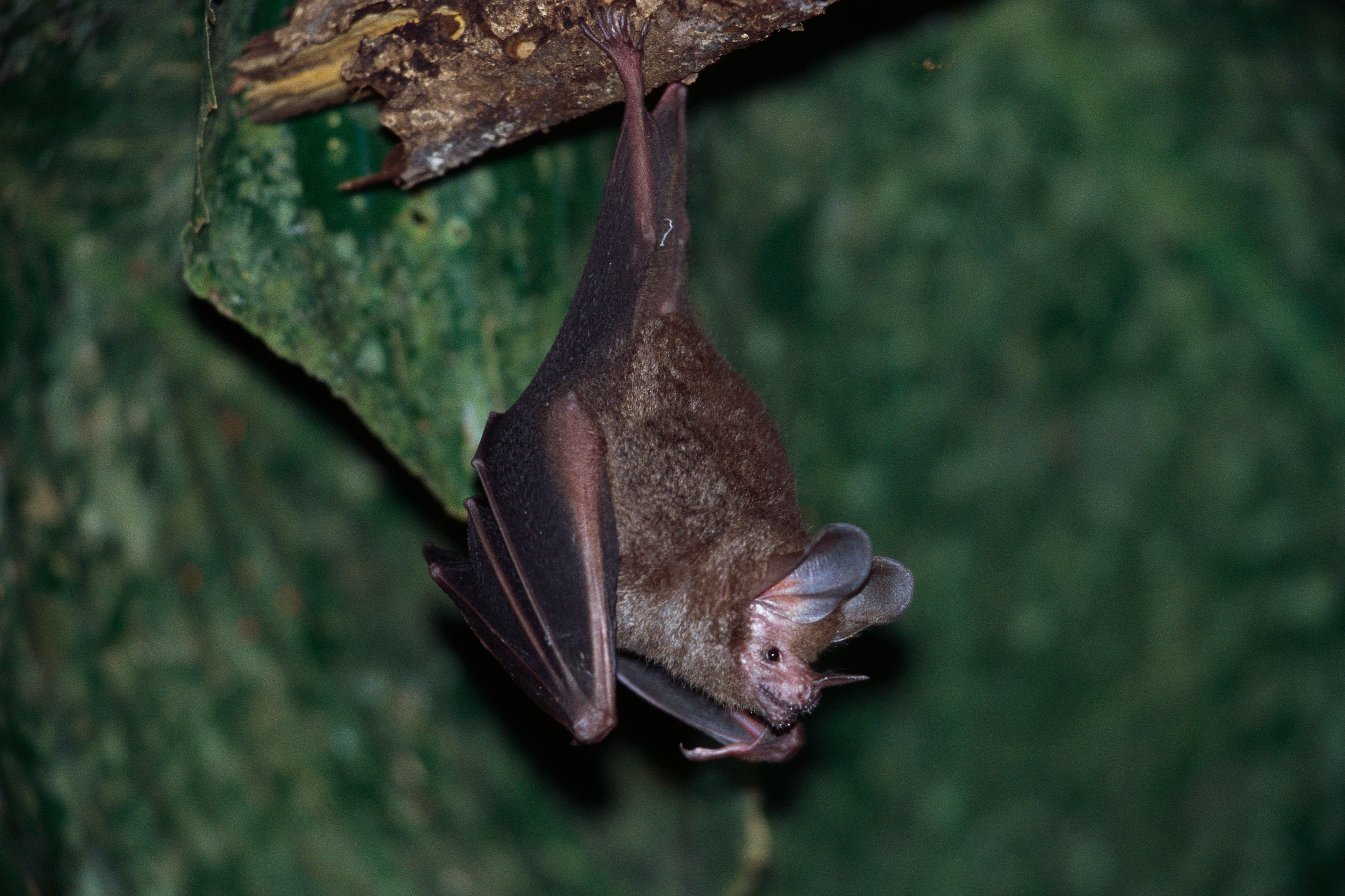Watch: These bats can memorize your phone ringtone, and it might help ...