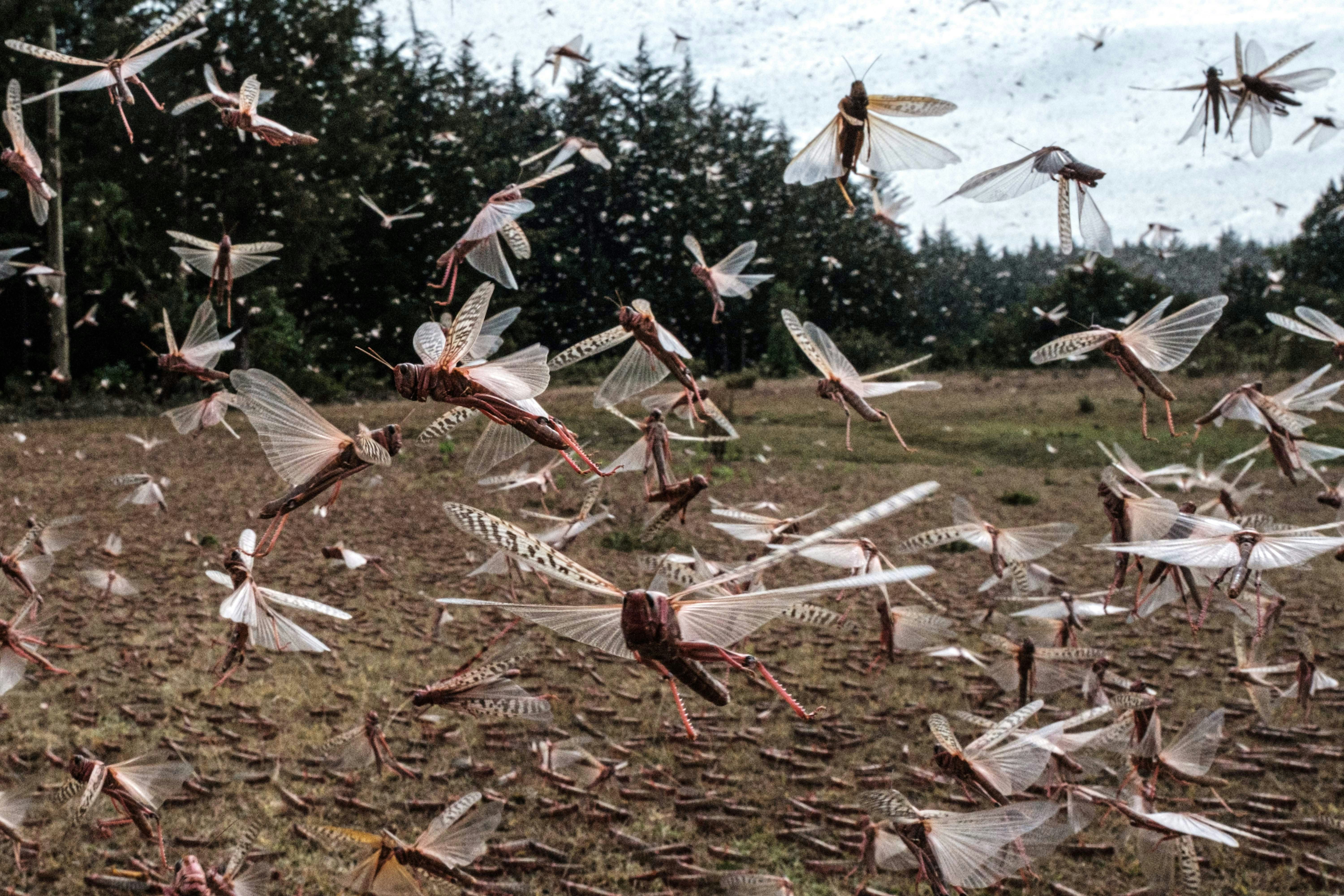 They did surgery on a locust's brain for cancer research