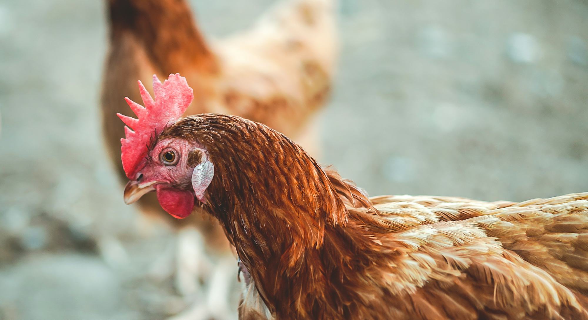 Where Did Domestic Chickens Come From A New Study Reveals The Origins where-did-domestic-chickens-come-from-a-new-study-reveals-the-origins
