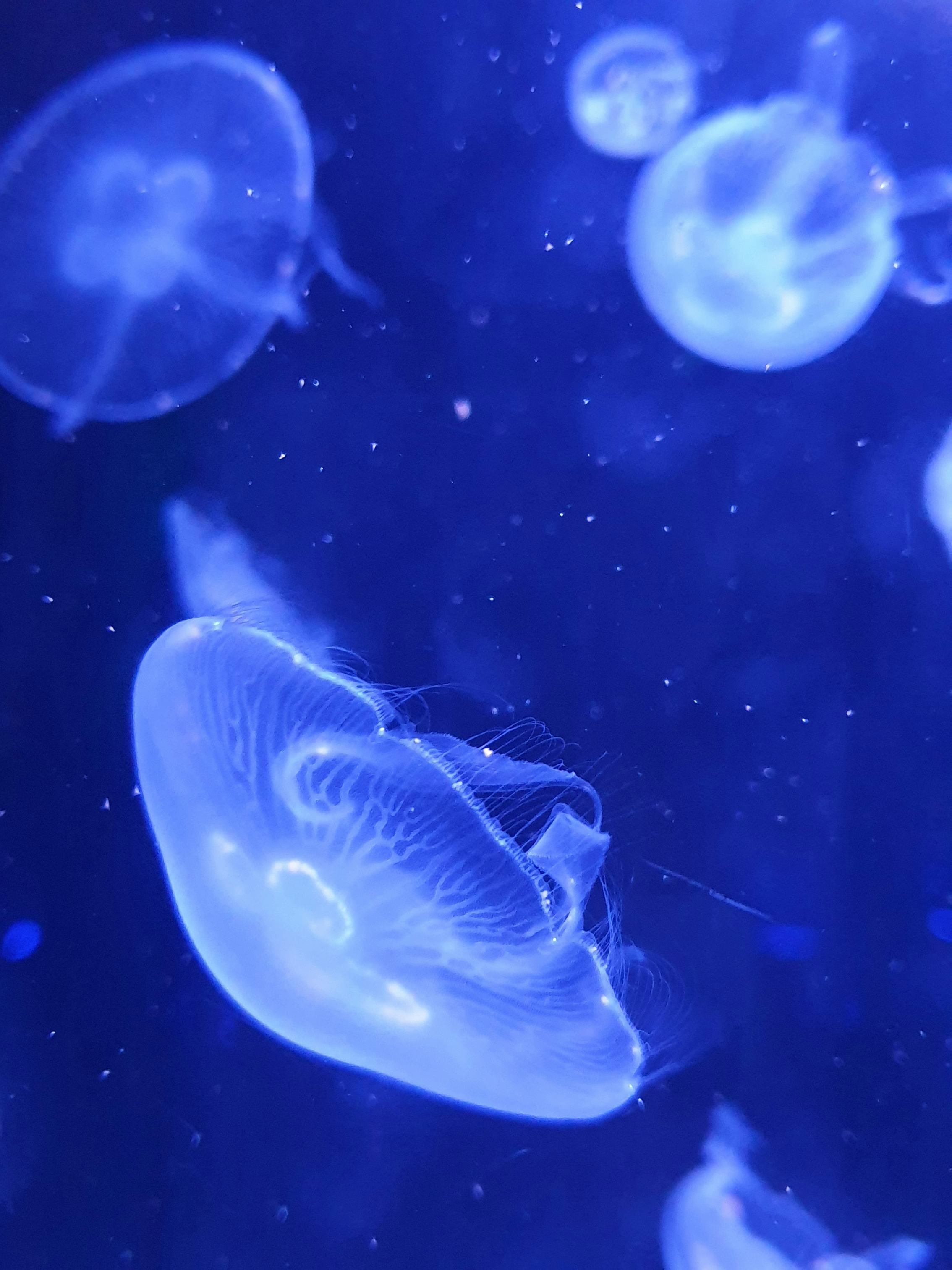 Look: A deep-sea expedition just captured these incredible views of ...