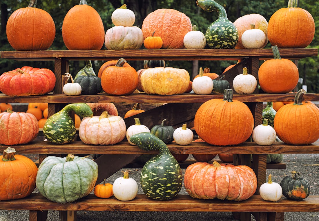 How To Grow Pumpkins: Tips For Beginners