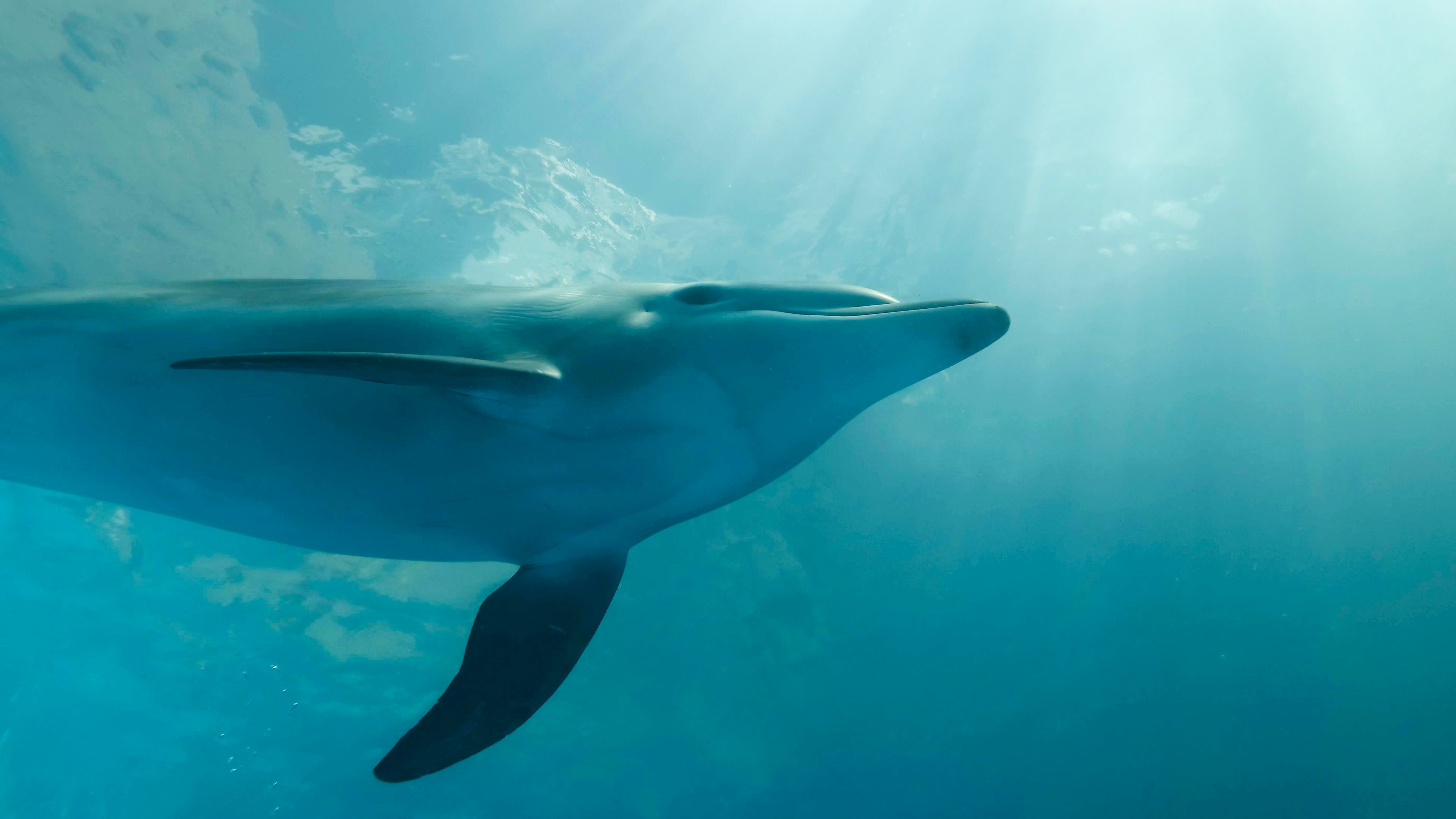 Watch: Dolphins strapped with cameras capture never-before-seen views