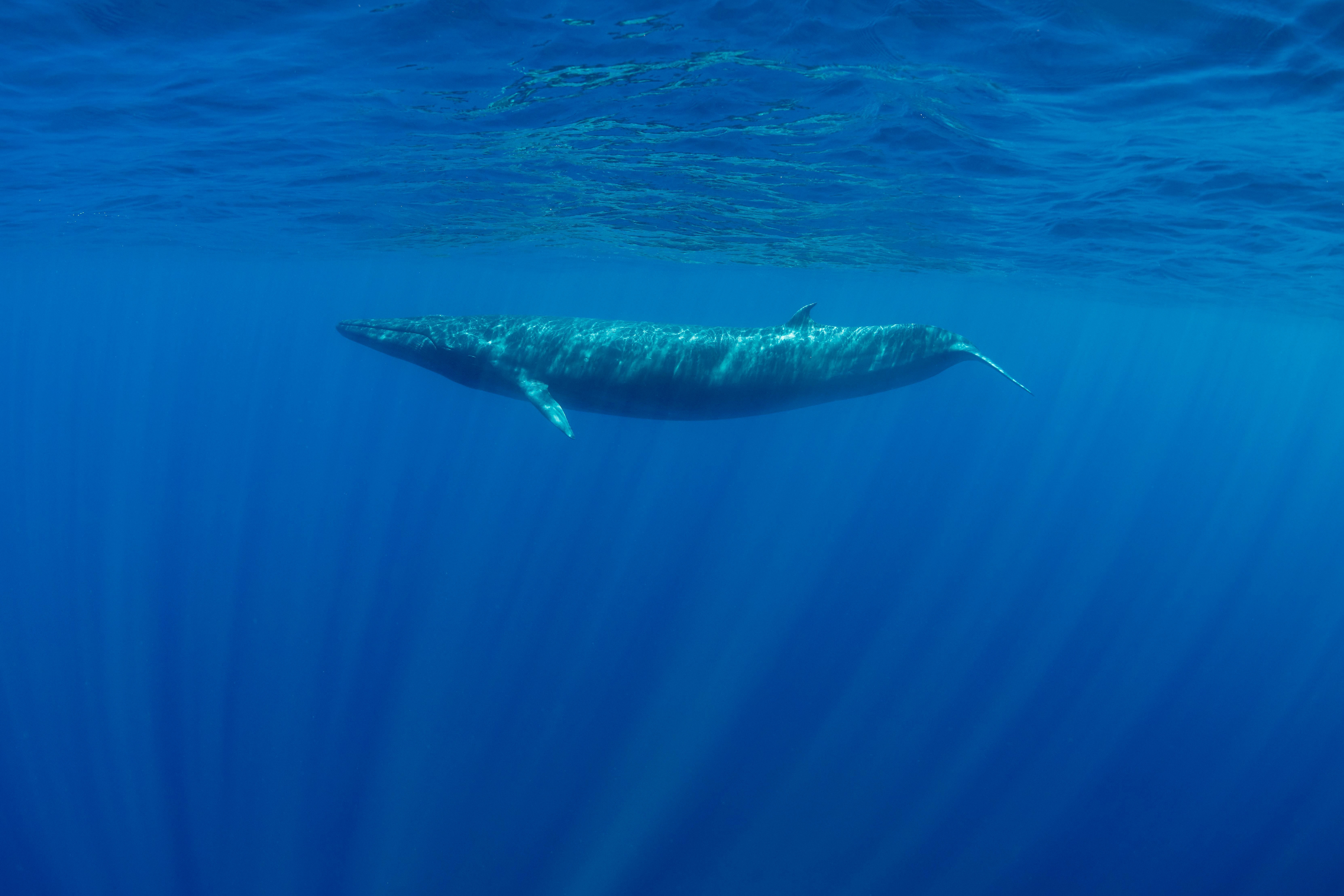 The Soviet Union decimated whales — but its scientists were a crucial ally