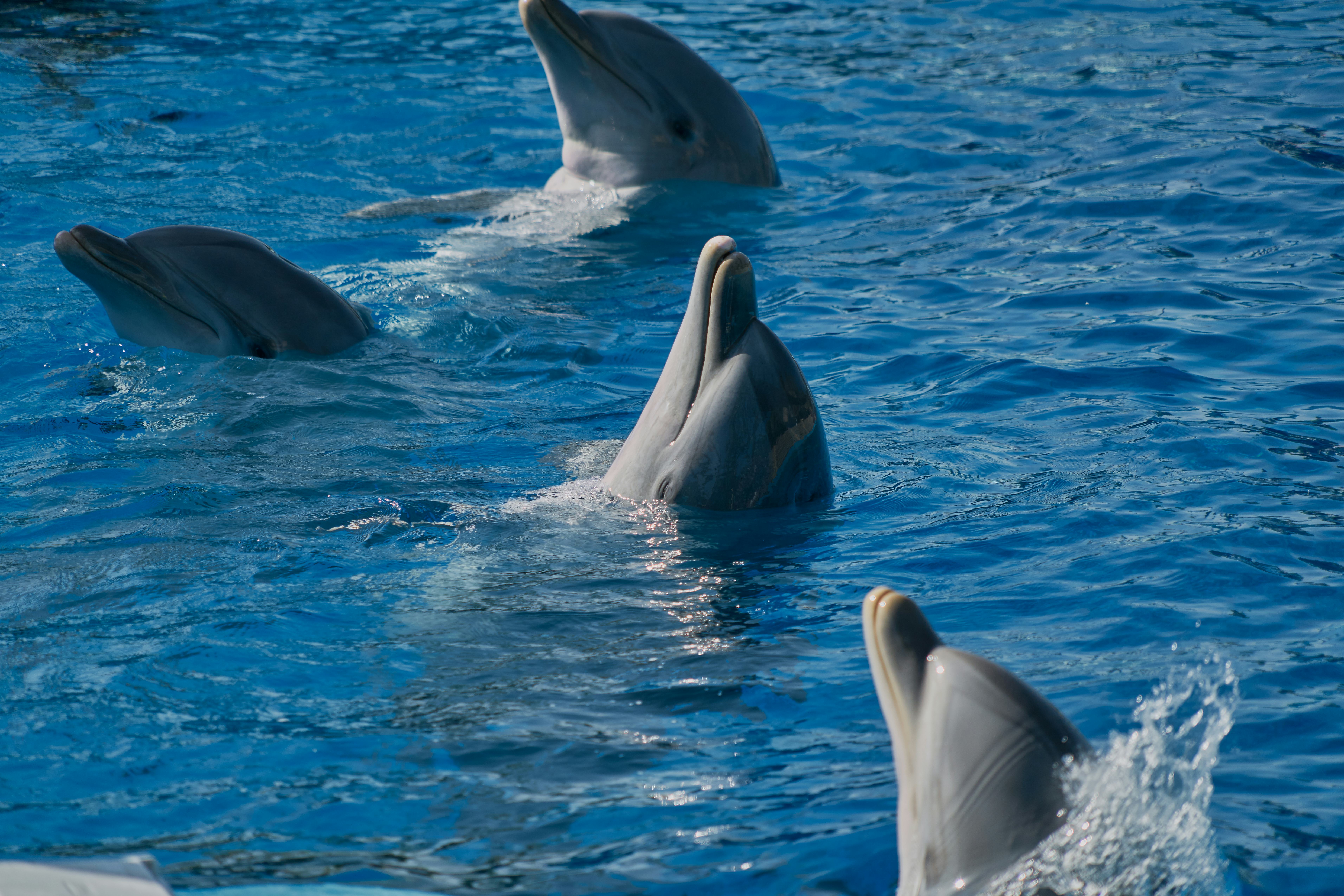Dolphin urine can help decode the animals’ secret language-like whistles