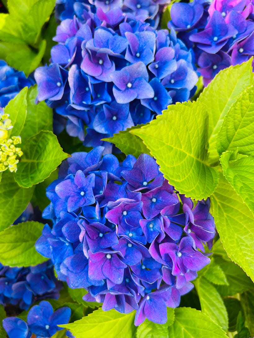 12 Hydrangea Care Tips For Better Blooms