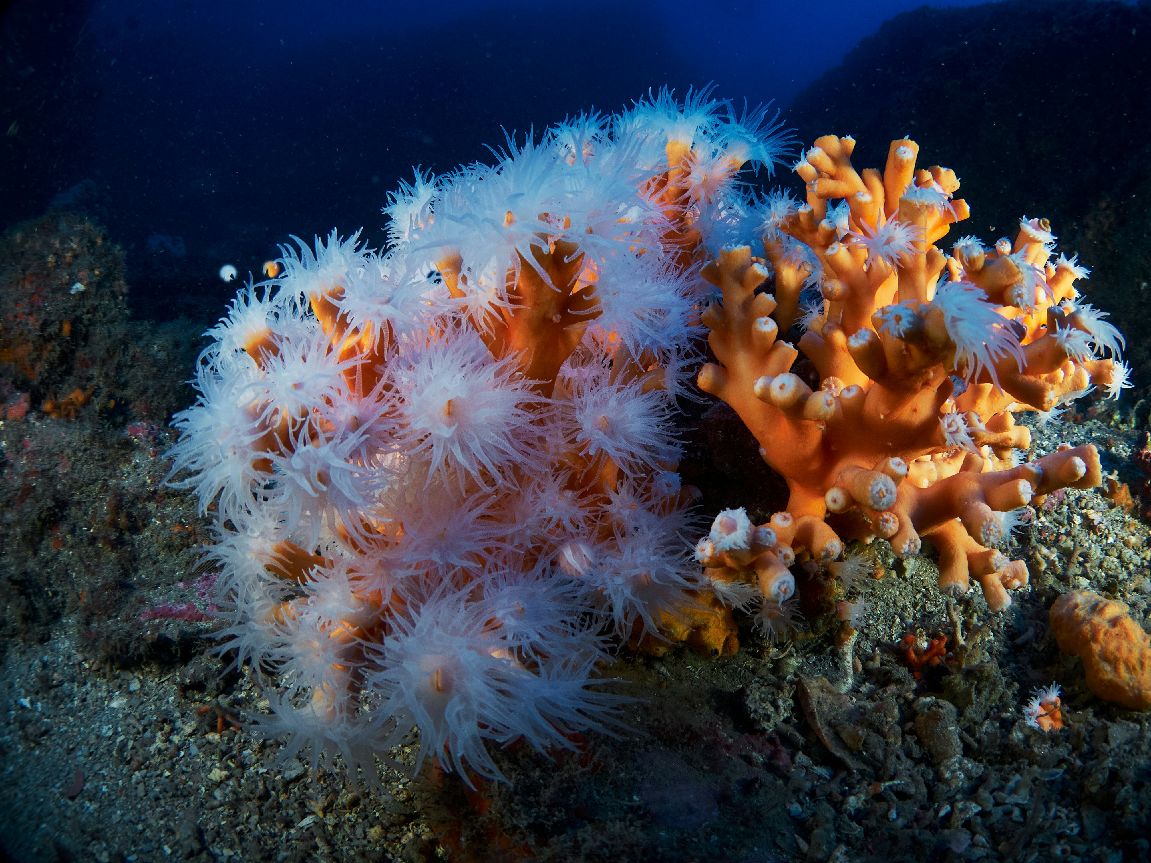 Extreme weather could devastate one of the world’s most stunning seas