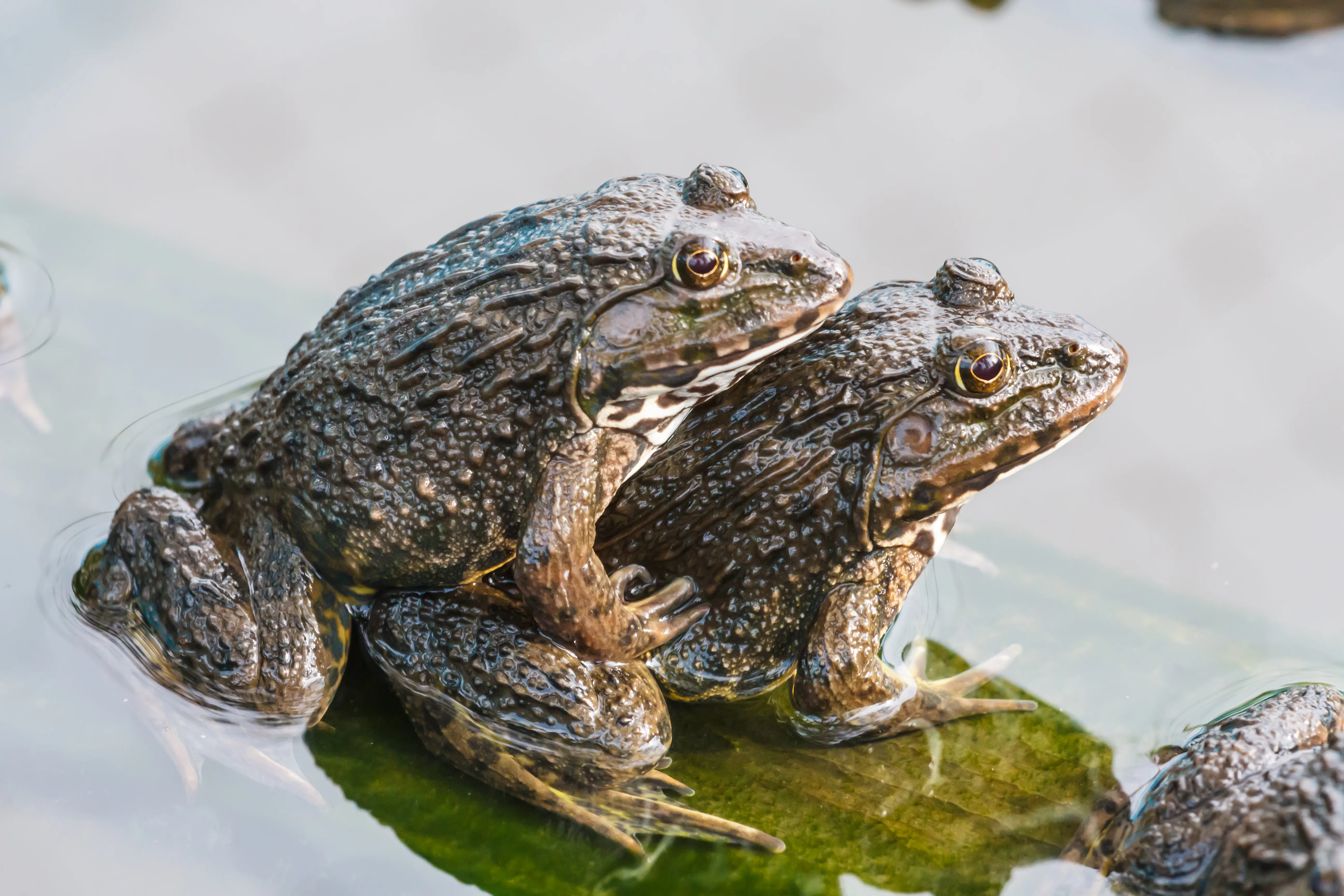 Wild sex killed hundreds of ancient frogs, scientists say