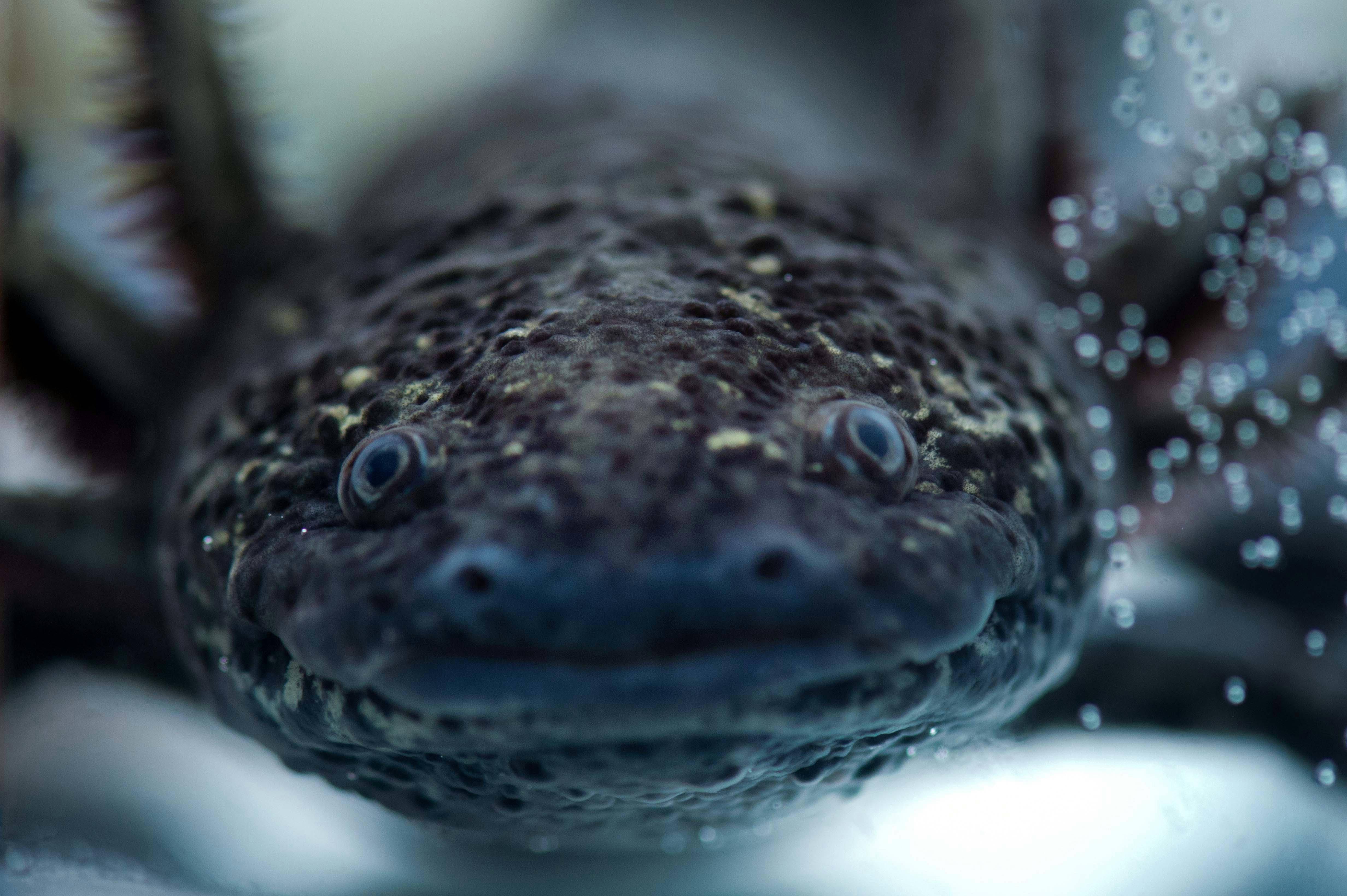 In Mexico, indigenous peoples and scientists race to save an iconic ...