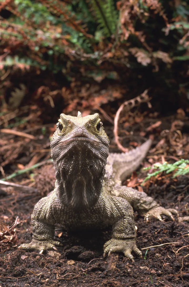 This reptile lived among the dinosaurs and could solve an evolutionary ...