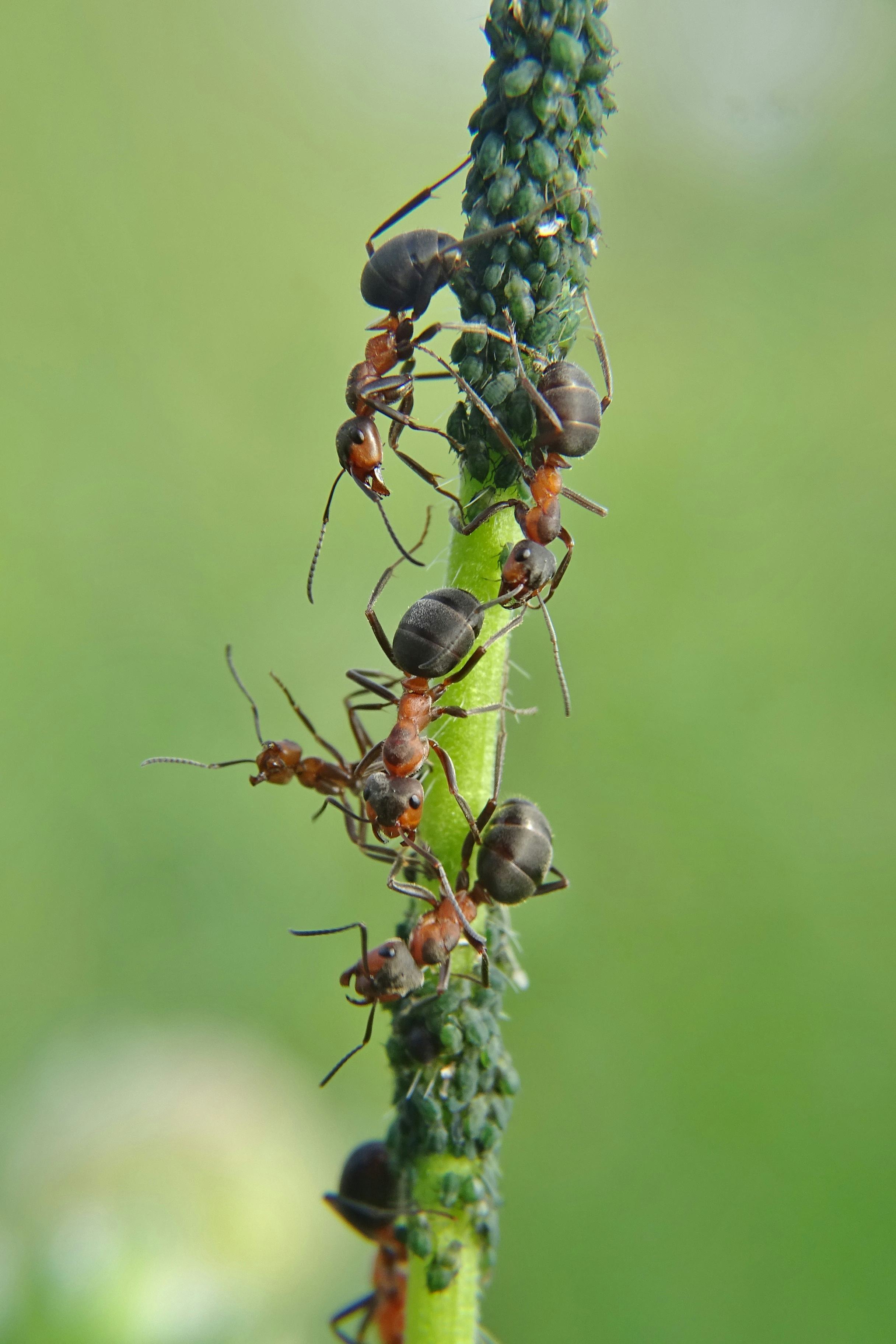 Researchers finally know how many ants are crawling the Earth right now