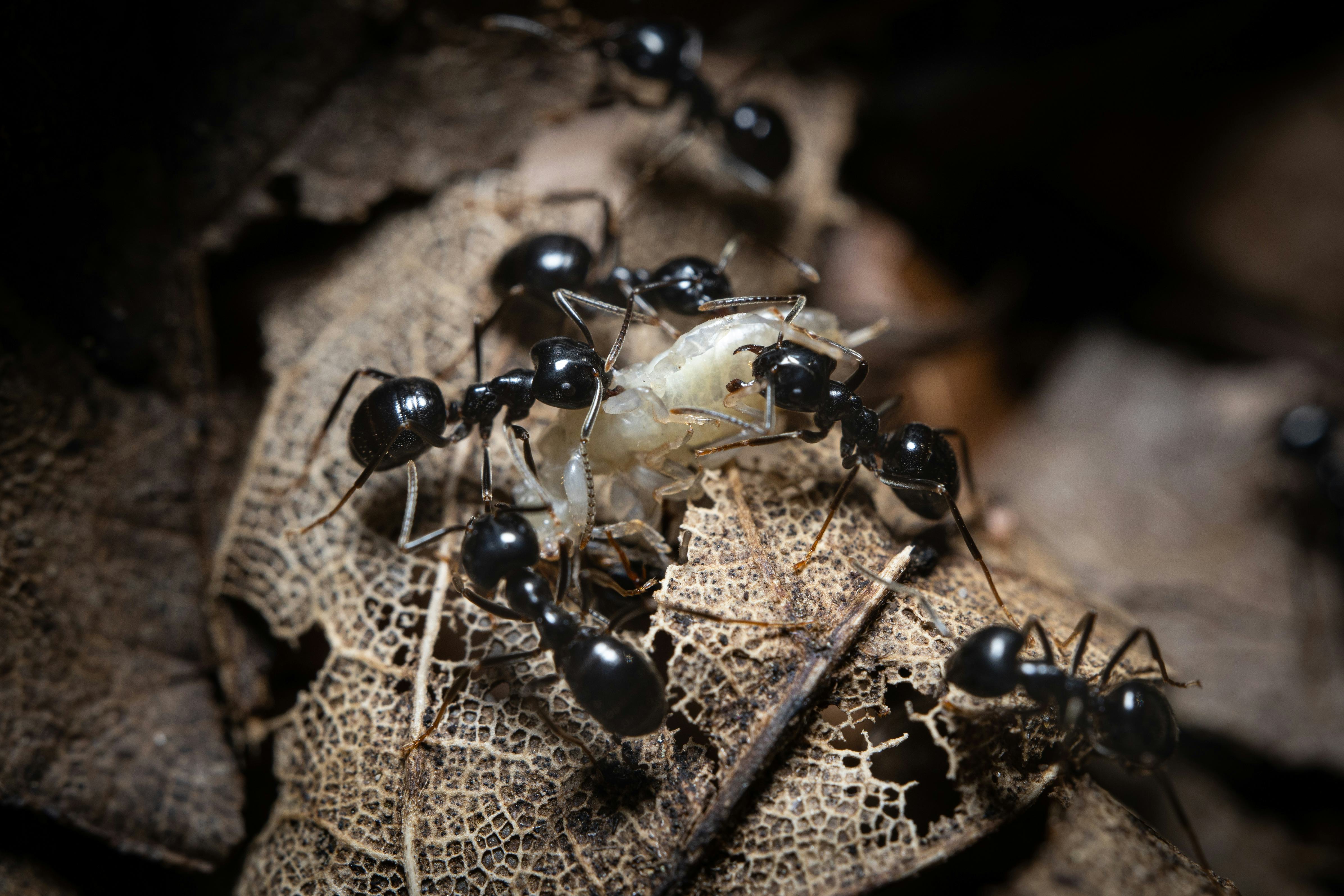 Researchers finally know how many ants are crawling the Earth right now