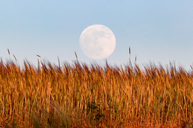 September 2022’s Full Harvest Moon In Pisces Needs True Flexibility