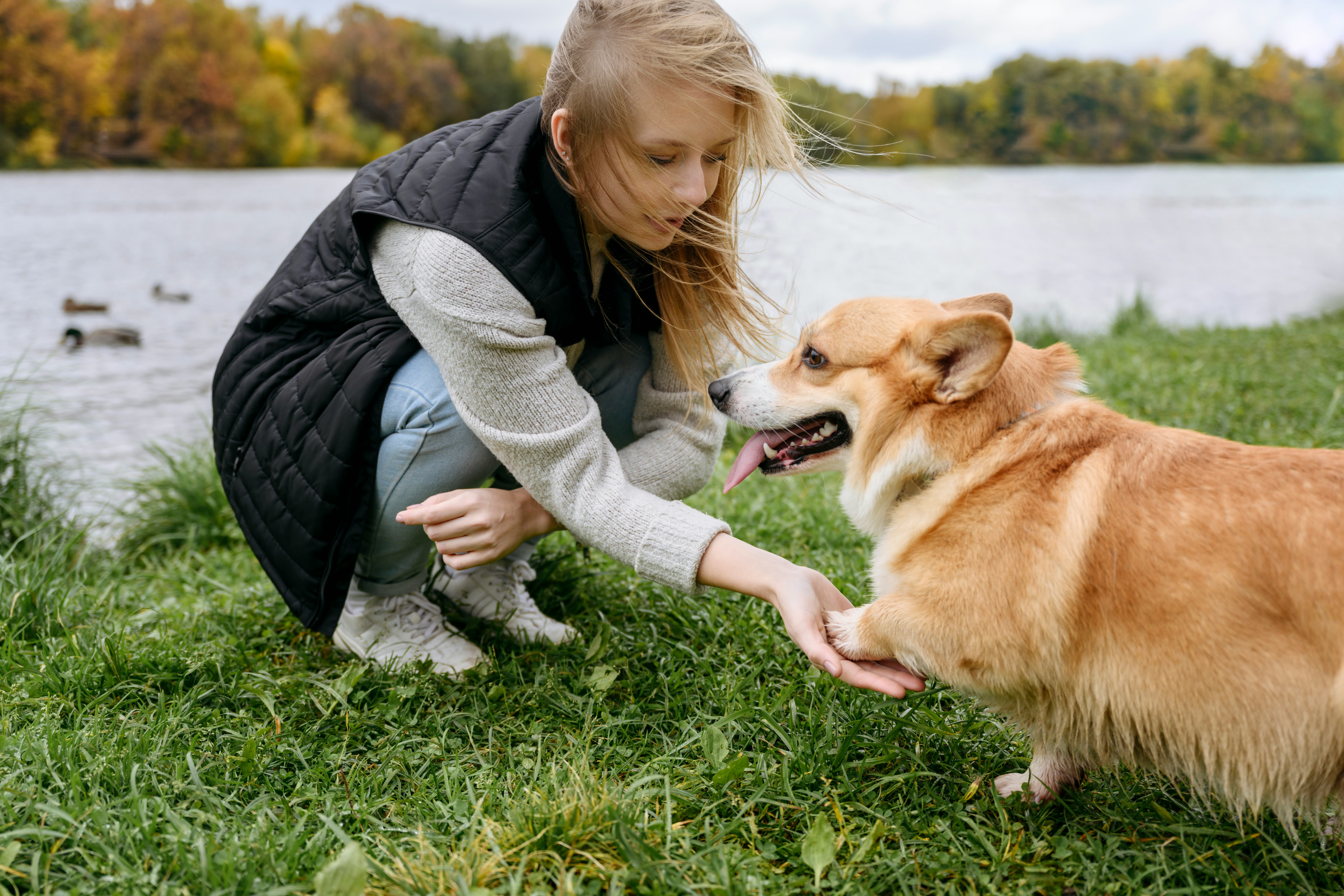 Is your dog right or left-pawed? One factor could determine their ...