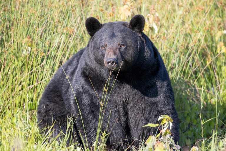 10 Famous Bears In Pop Culture