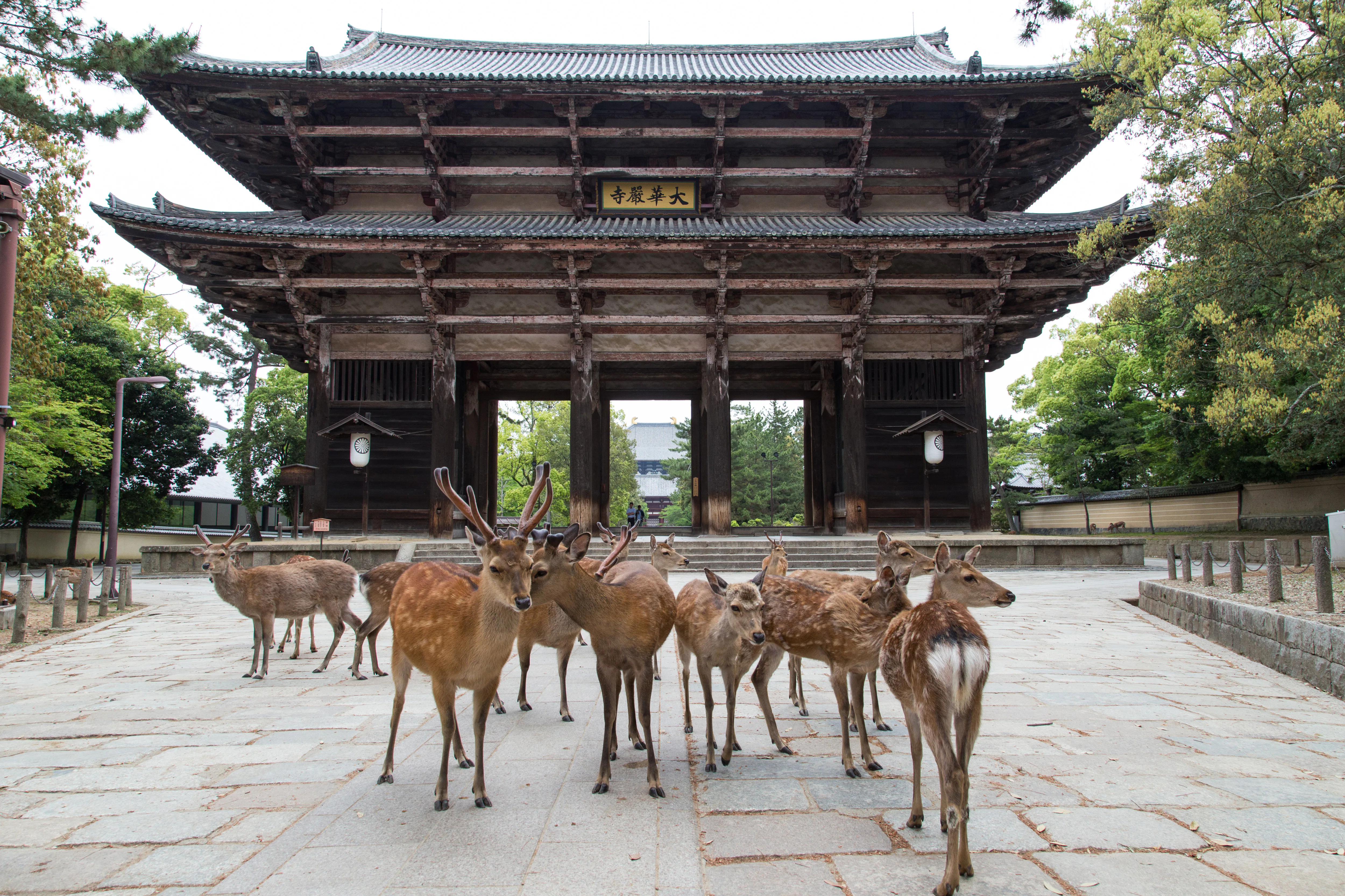 Nara Is Japan's Hidden Gem That Needs To Be Added To Your 2024 Bucket List