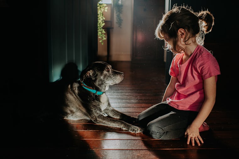 How To Keep Children Safe Around Cats & Dogs: 6 Pet Etiquette Rules For ...