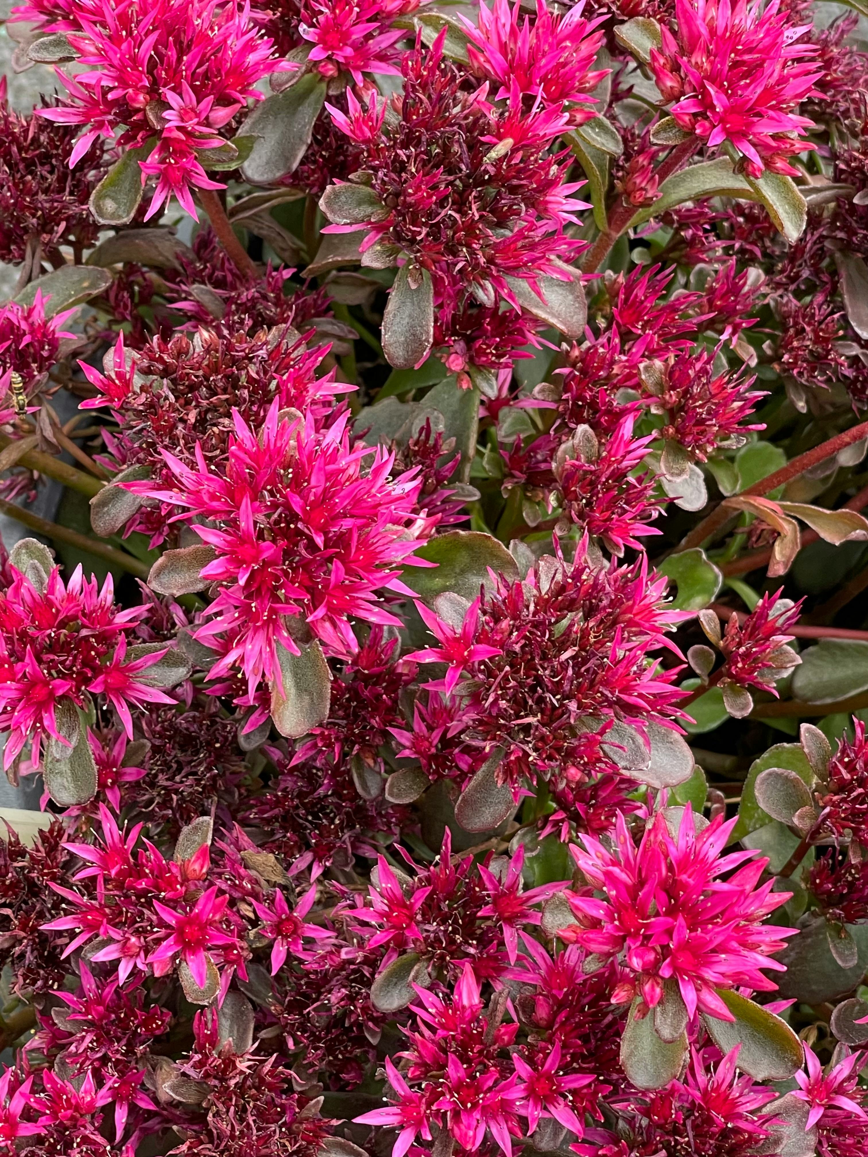 Dragon's Blood For Skin: A Gentle Ingredient That Reduces Redness & More