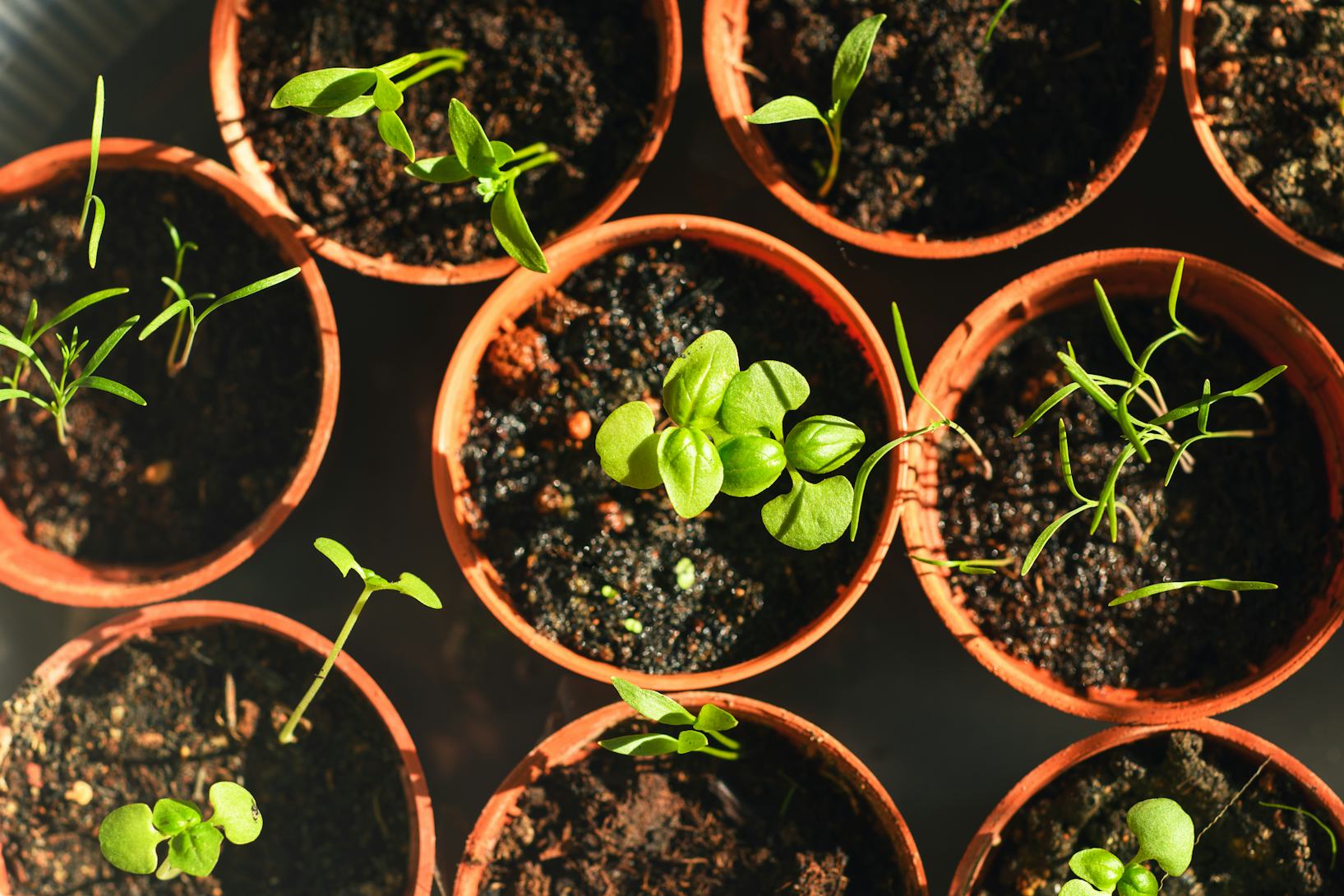 The Best Seeds To Start Indoors For Spring Gardens