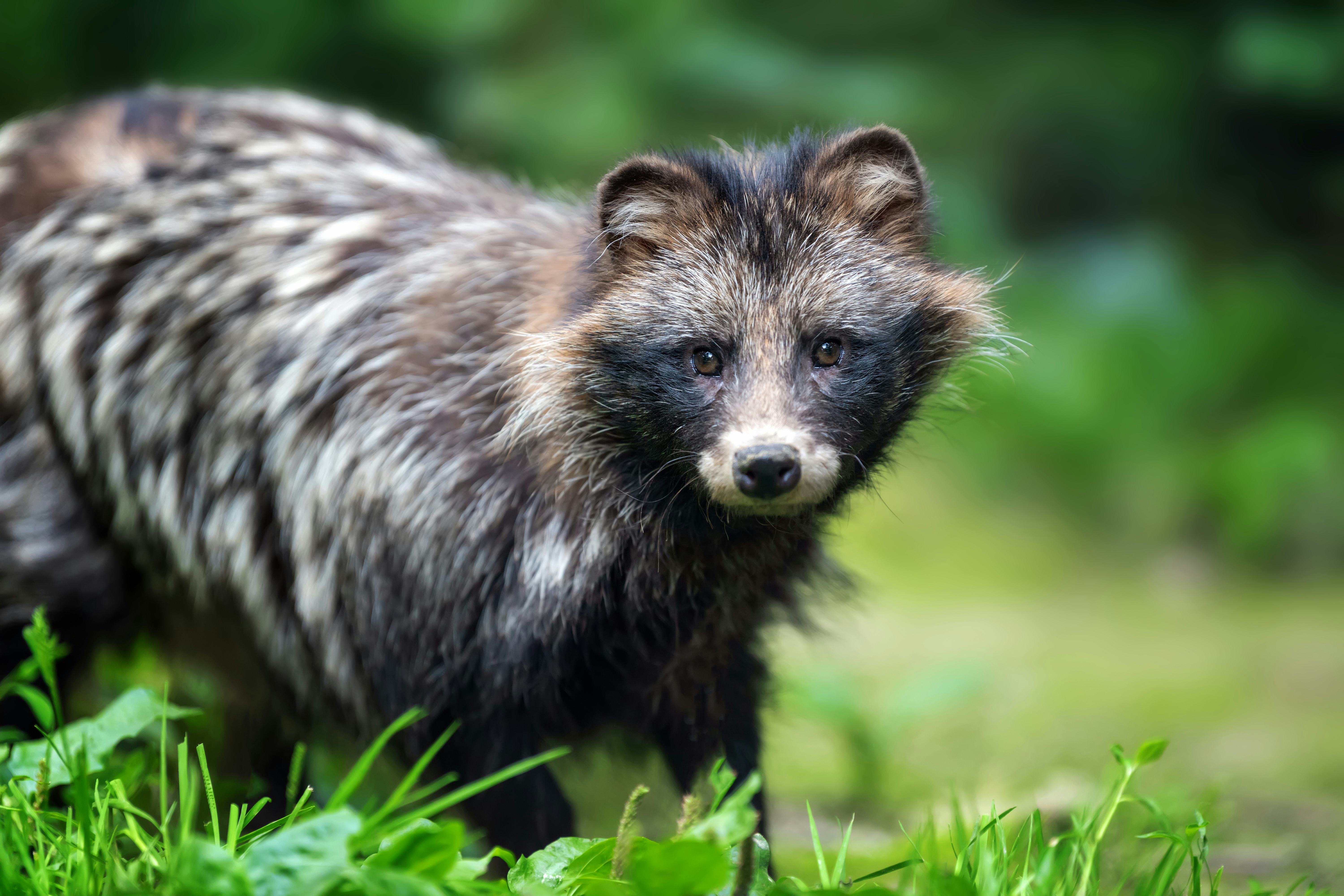 Did Raccoon Dogs Spread Covid-19? What the New Genetic Reports Really ...