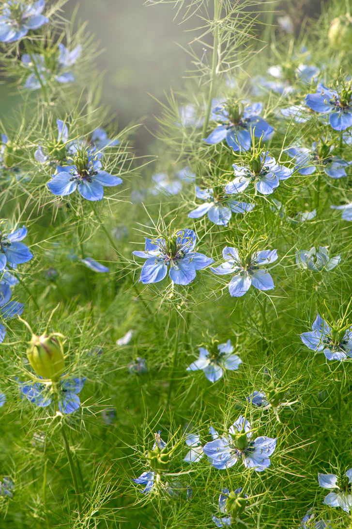 Easy-To-Grow Flowers For Home-Grown Bouquets