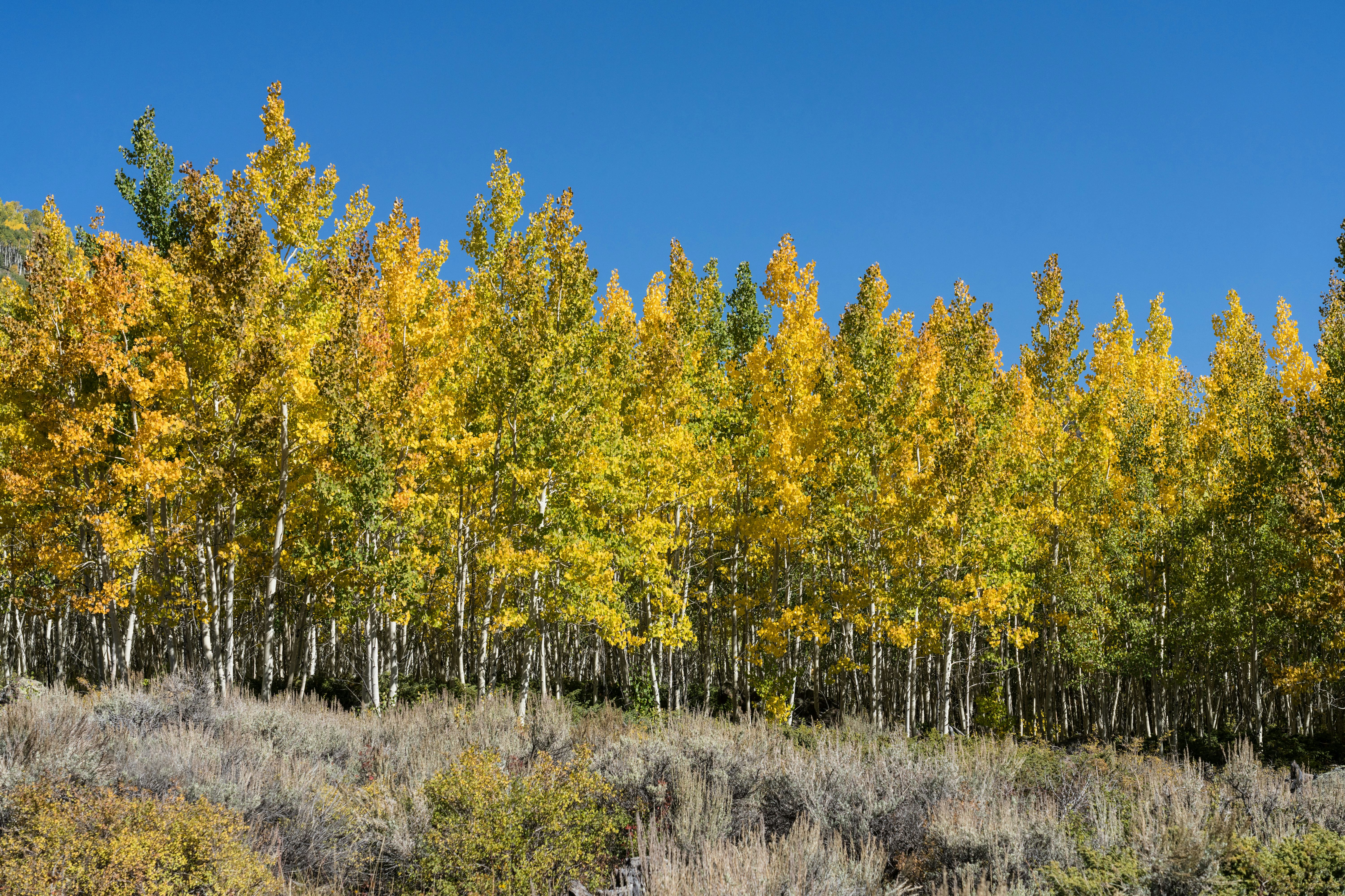 Incredible! Listen to the Noisy Soundscape Beneath the World's Largest Tree