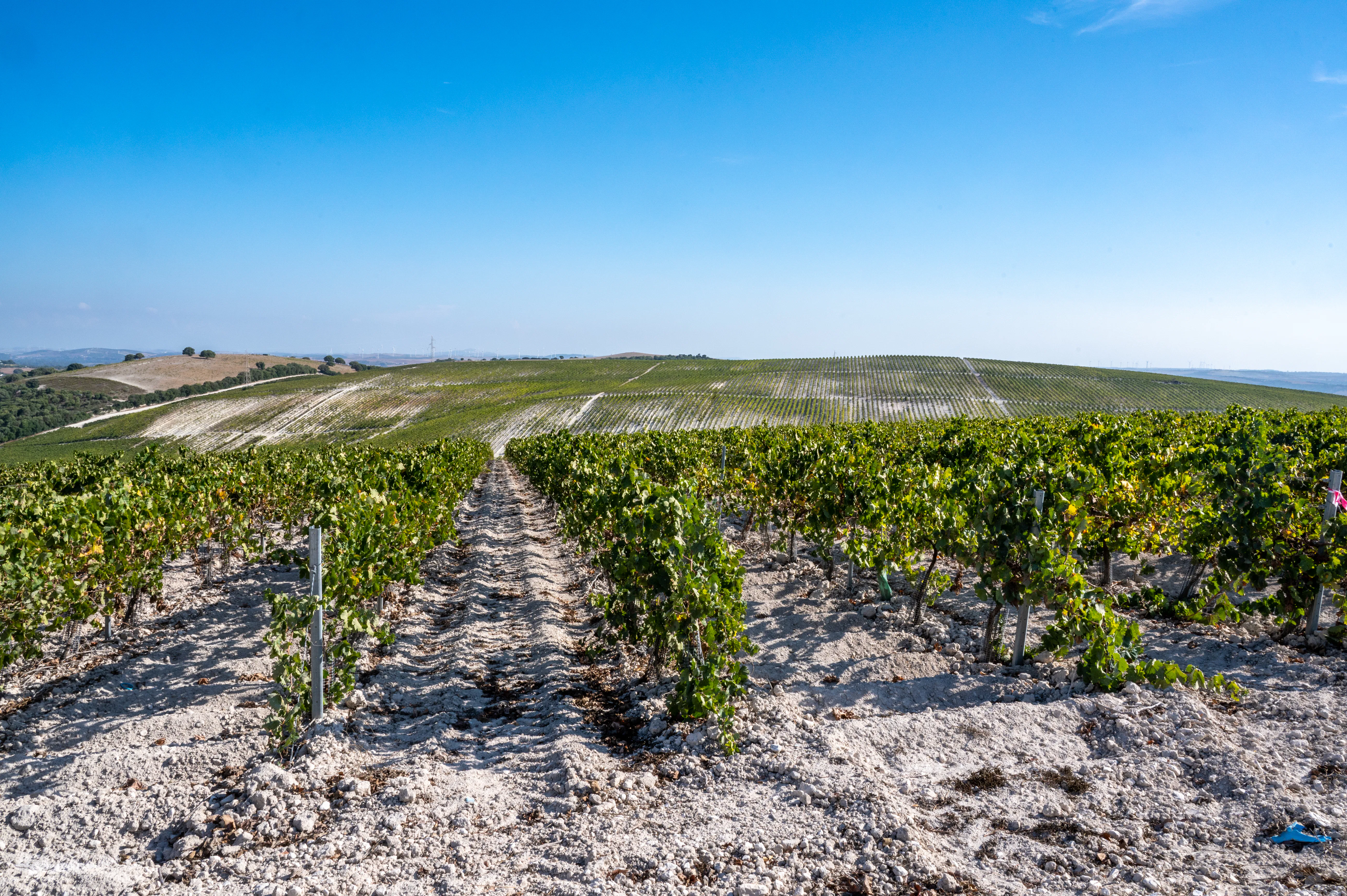 Sherry Wine Is Not Just For Grandpa: Here's Why Everyone Should Be ...