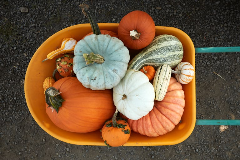 60 Pumpkin Patch Instagram Captions For All Your Pumpkin Picking Pics