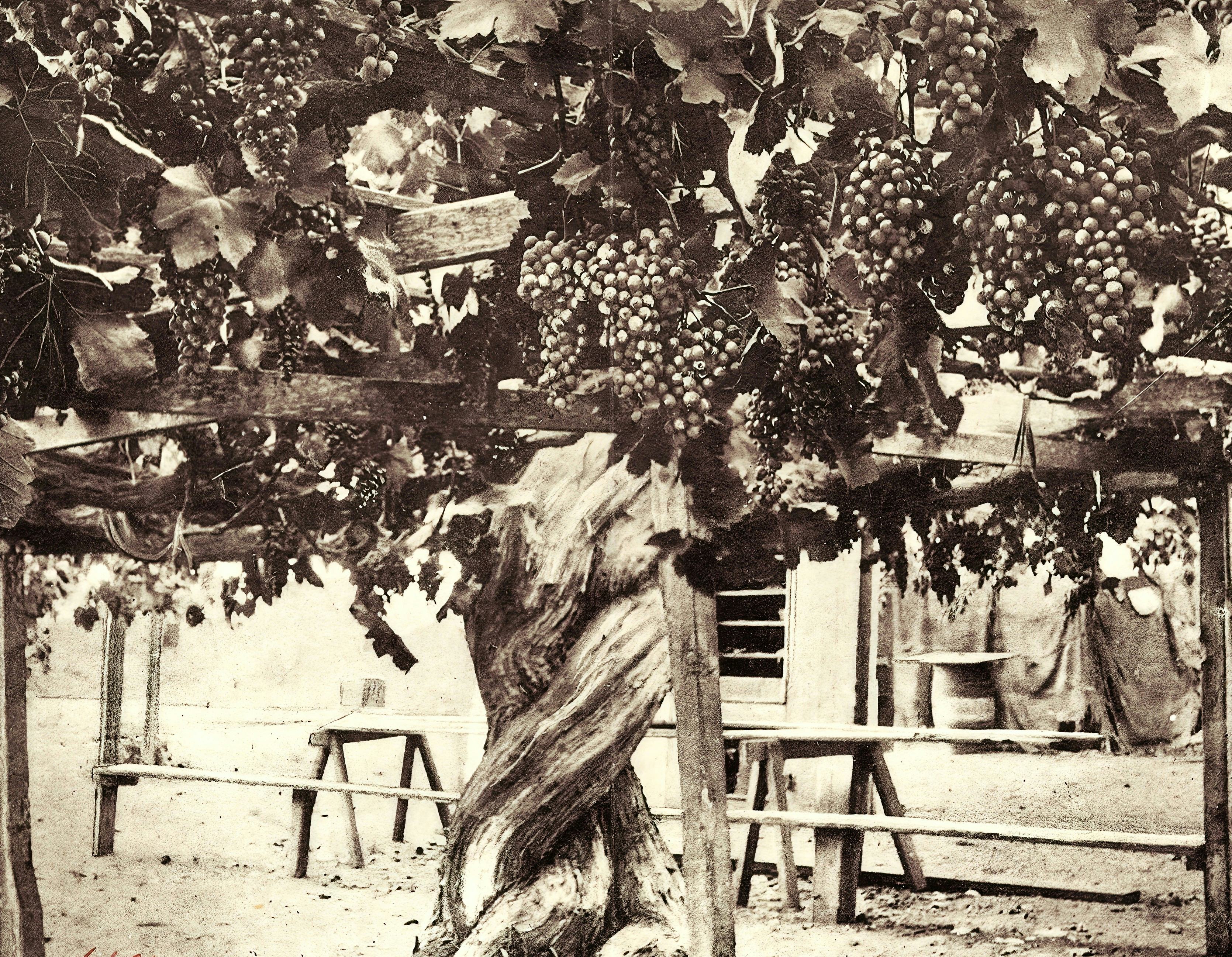 The History Of Wine In America & How It Became A Cultural Fixture