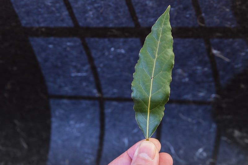 The Bay Leaf Manifestation Method, Explained