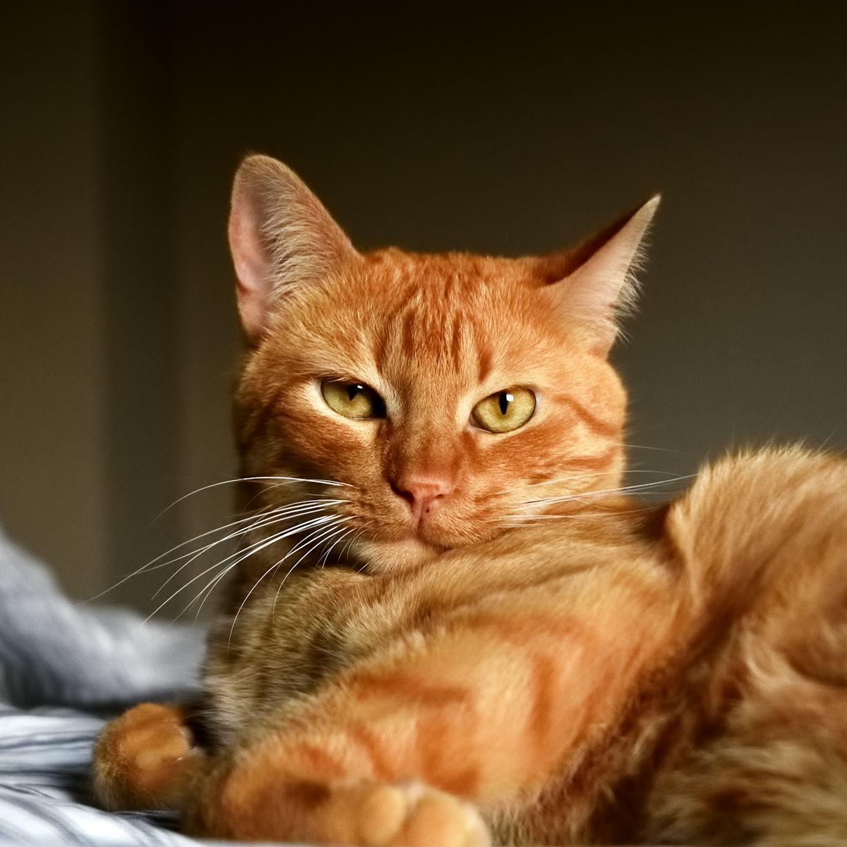 Pictures Of The World's "Longest" Cat That Will Make You Say "Wow, That ...