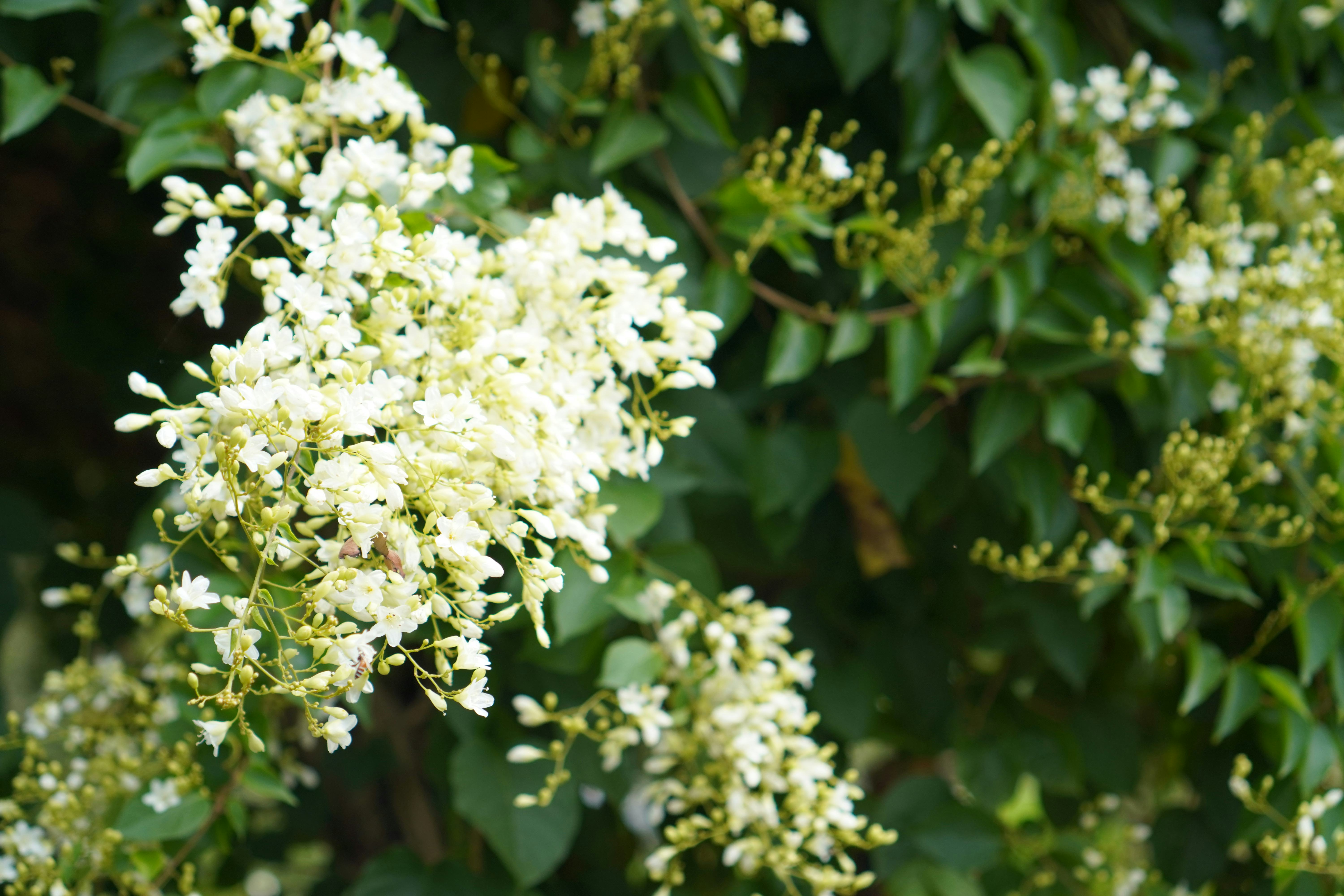 8 Mistletoe Facts That Are So Weird, They Might Make You Rethink This ...