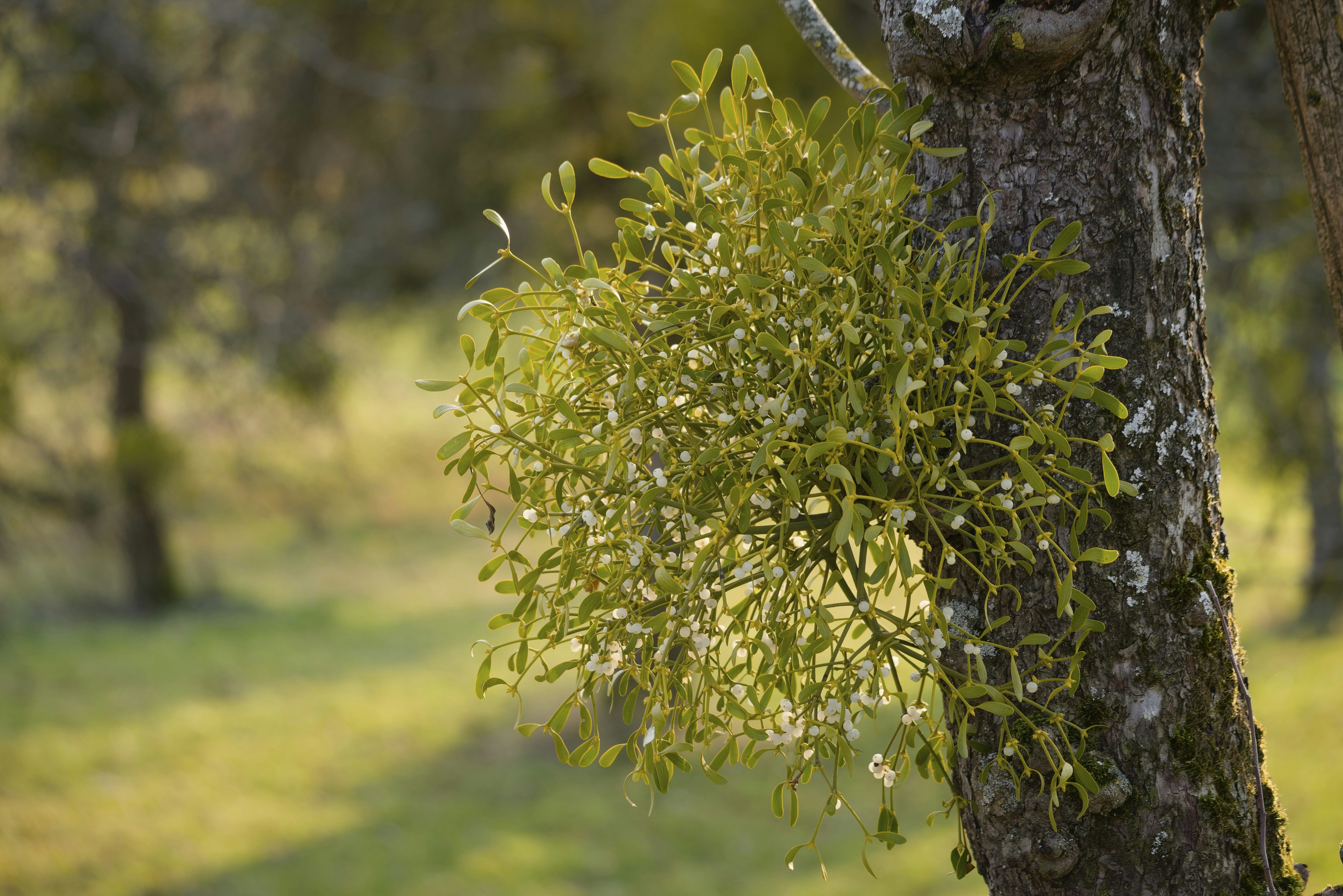 8 Mistletoe Facts That Are So Weird, They Might Make You Rethink This ...