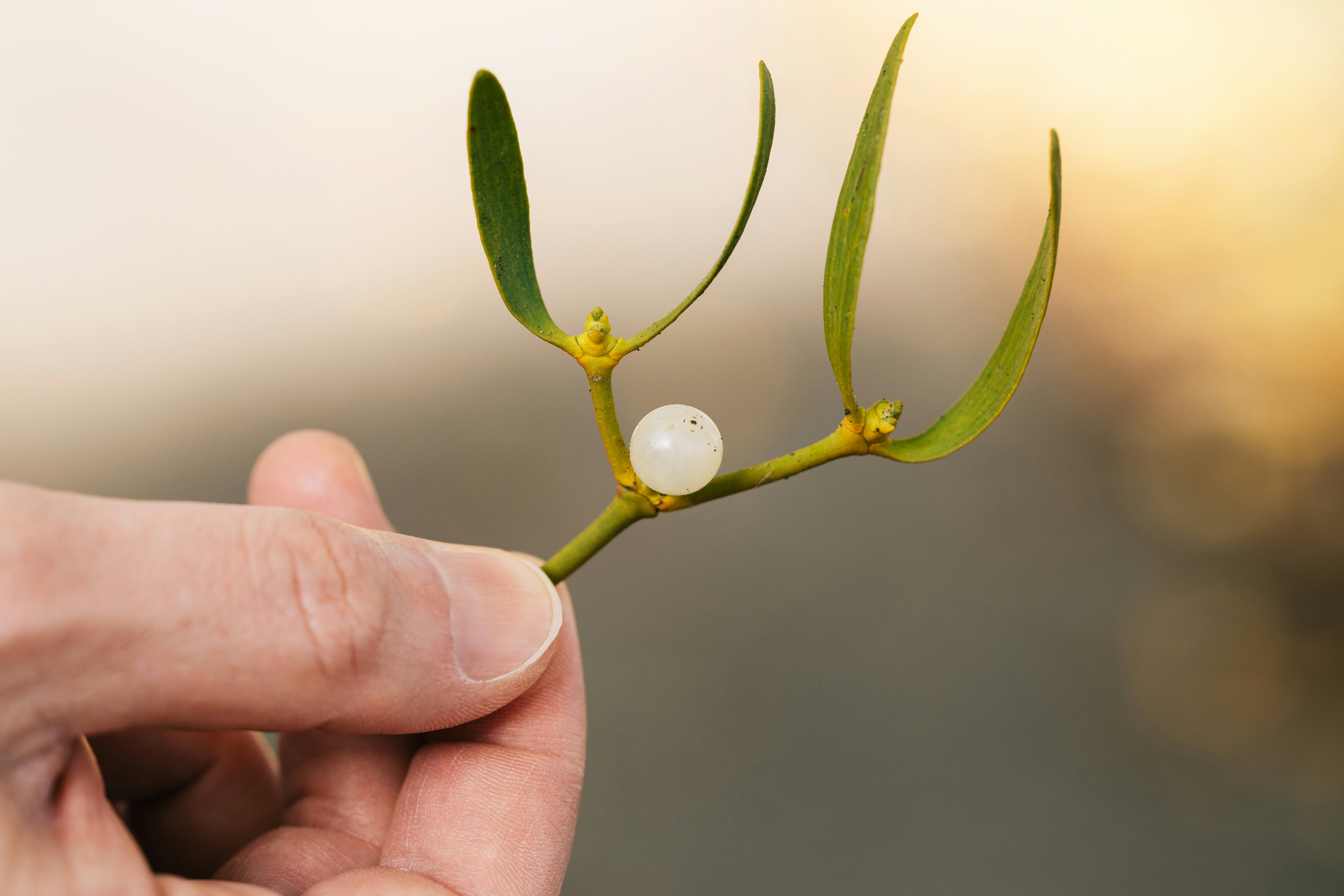 8 Mistletoe Facts That Are So Weird, They Might Make You Rethink This ...
