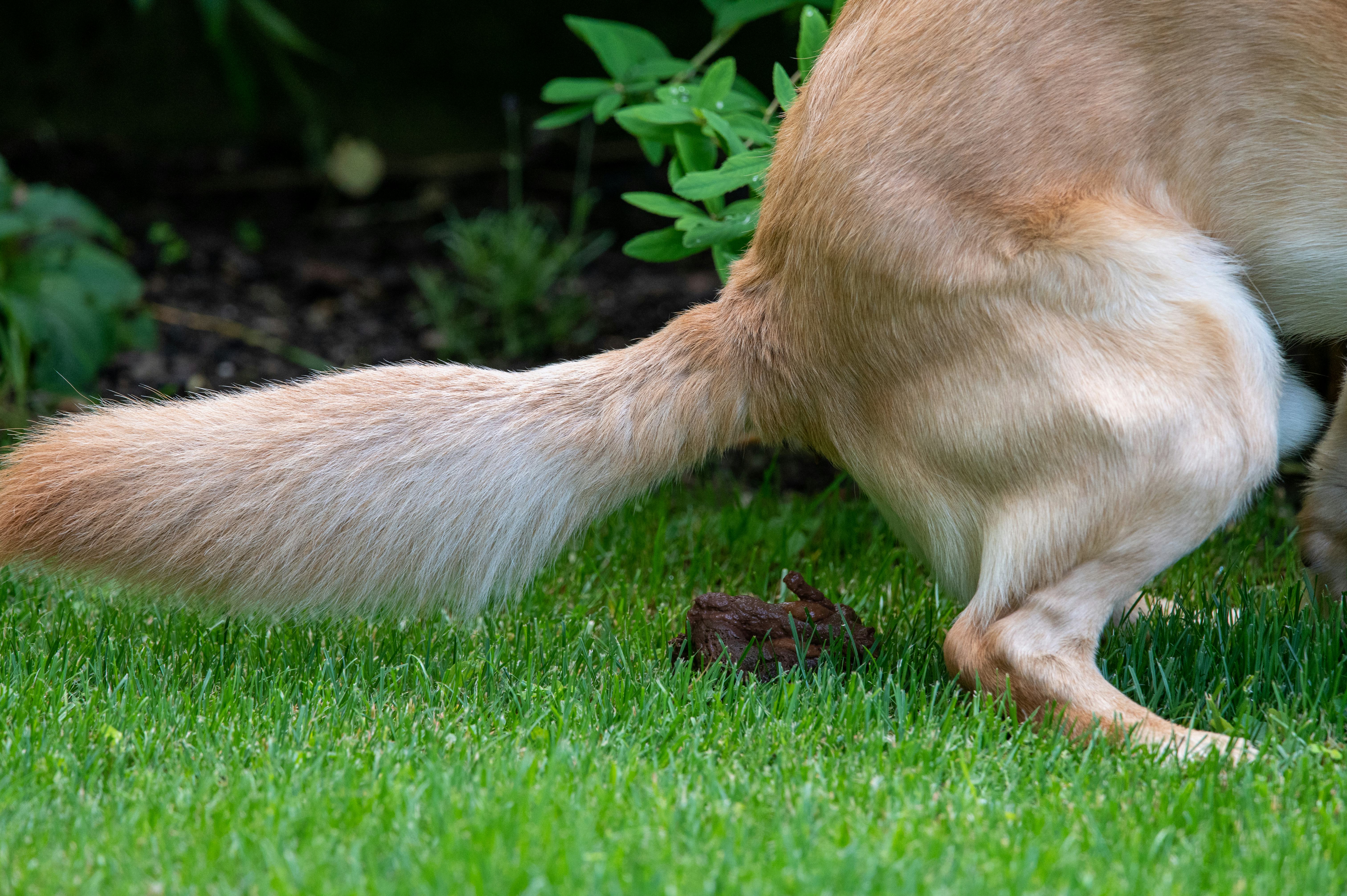 Can My Dog's Poop Get Me Sick? A Veterinarian Reveals The Uncomfortable ...