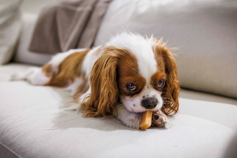 History's Most Absurdly Spoiled Pets