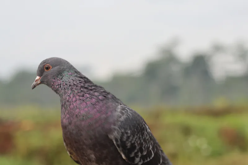 What Is "Trash Dove"? This Purple Pigeon Has Gone Majorly Viral