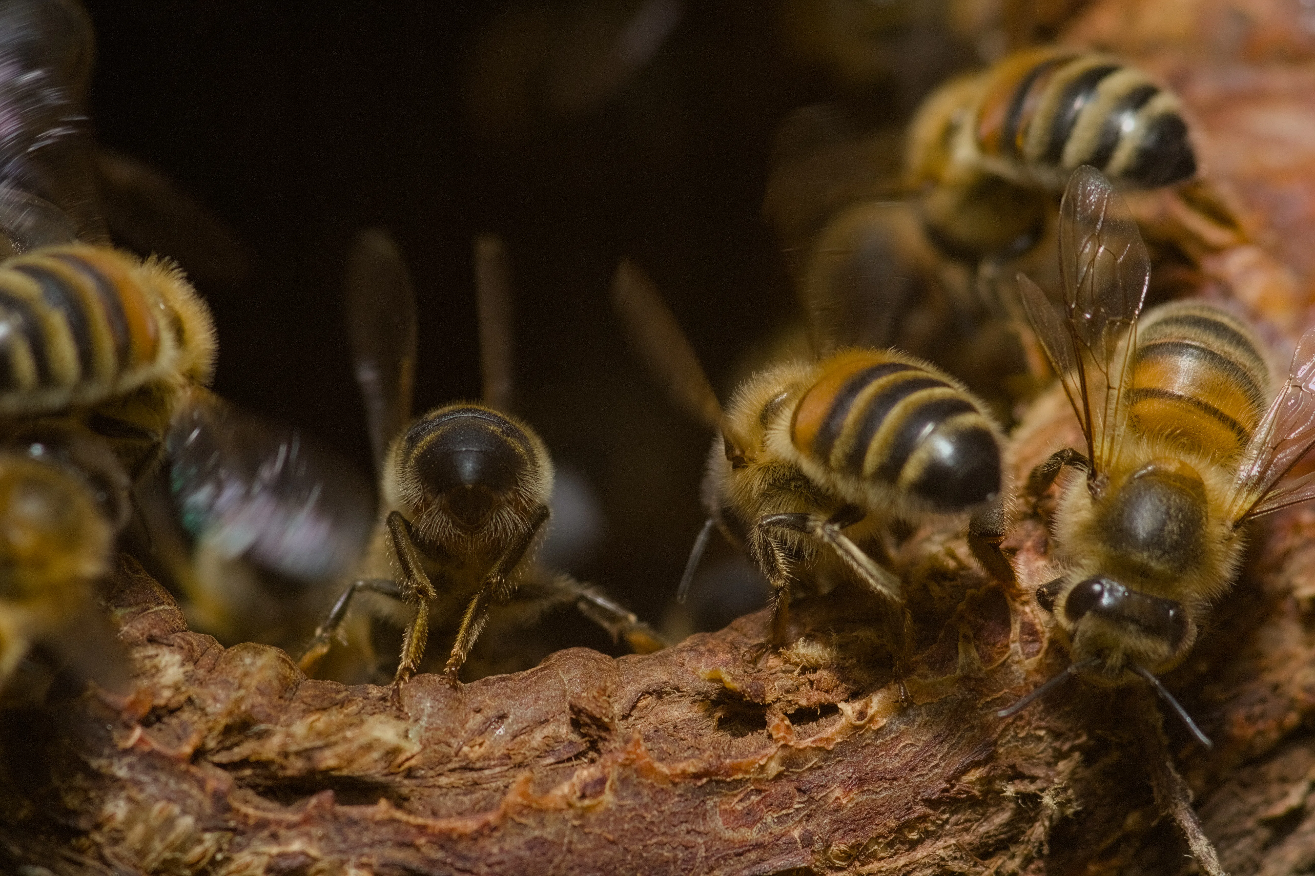 Not All Bees Have a Queen. Two Bug Experts Explain Why.