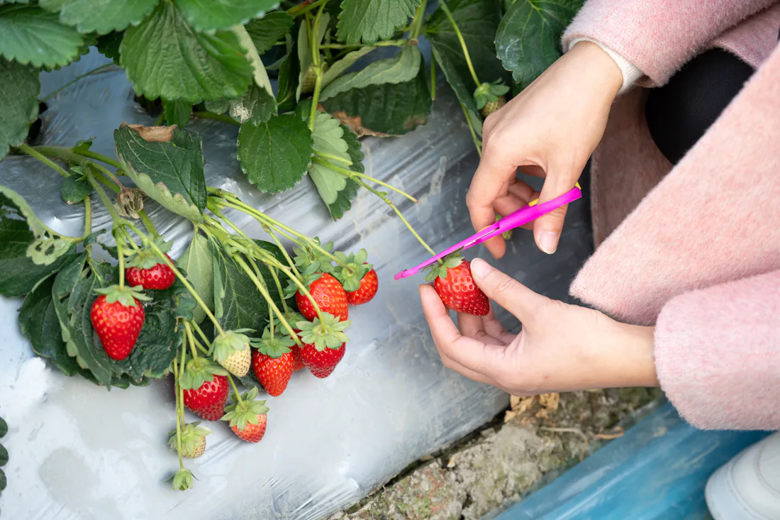 June’s Full Strawberry Moon Manifestation Ideas