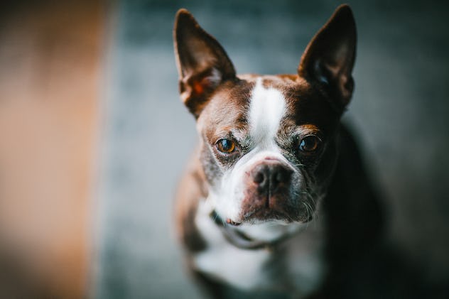 23 Best Dog Breeds For City Living