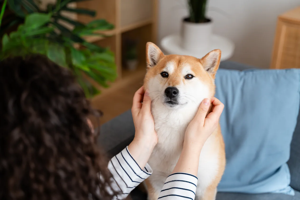 23 Best Dog Breeds For City Living