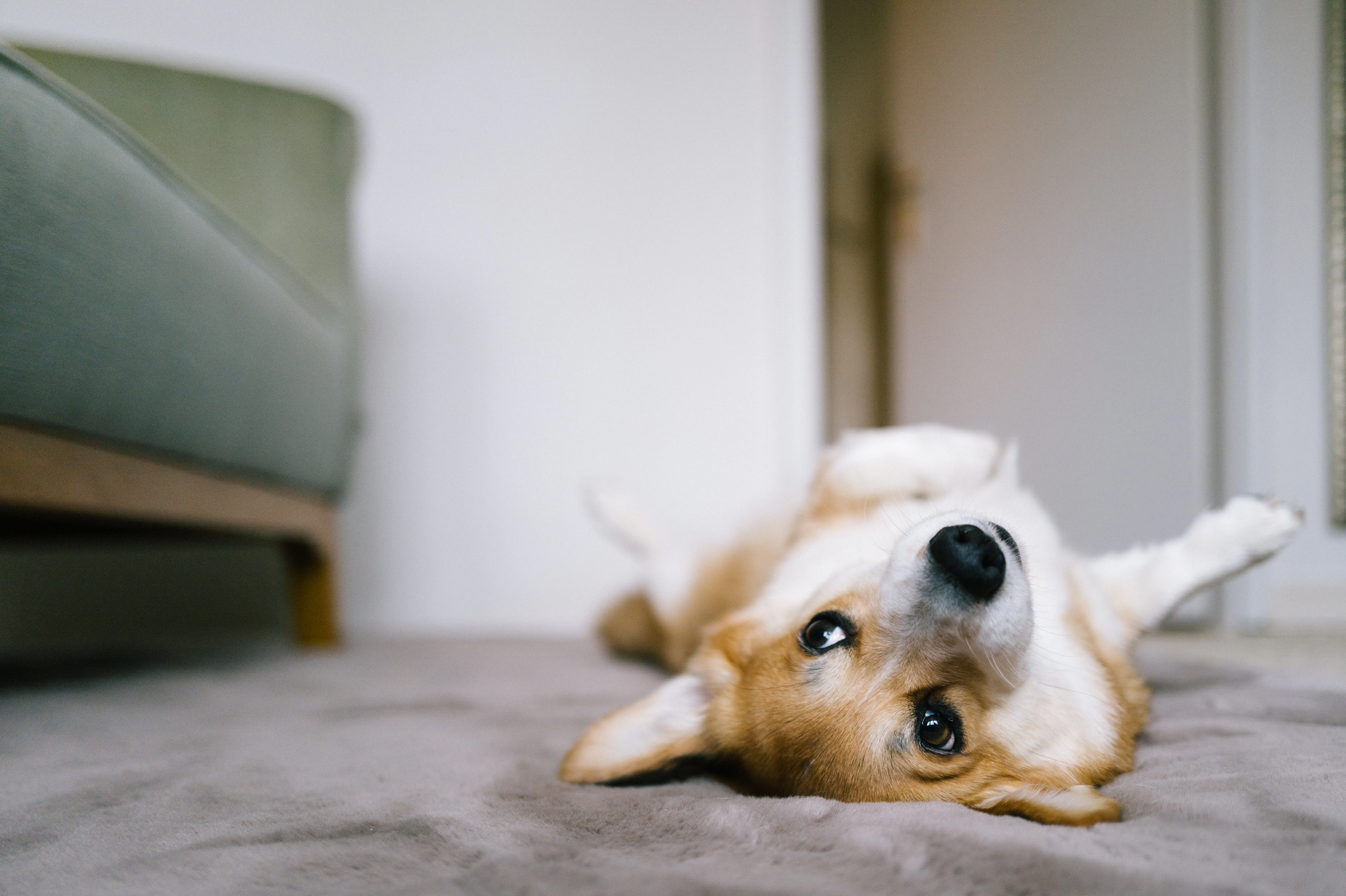 23 Best Dog Breeds For City Living