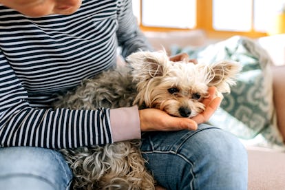 23 Best Dog Breeds For City Living