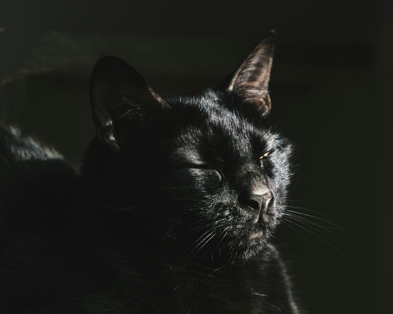 620 Black Cat Names Inspired By Halloween, Mythology, & More