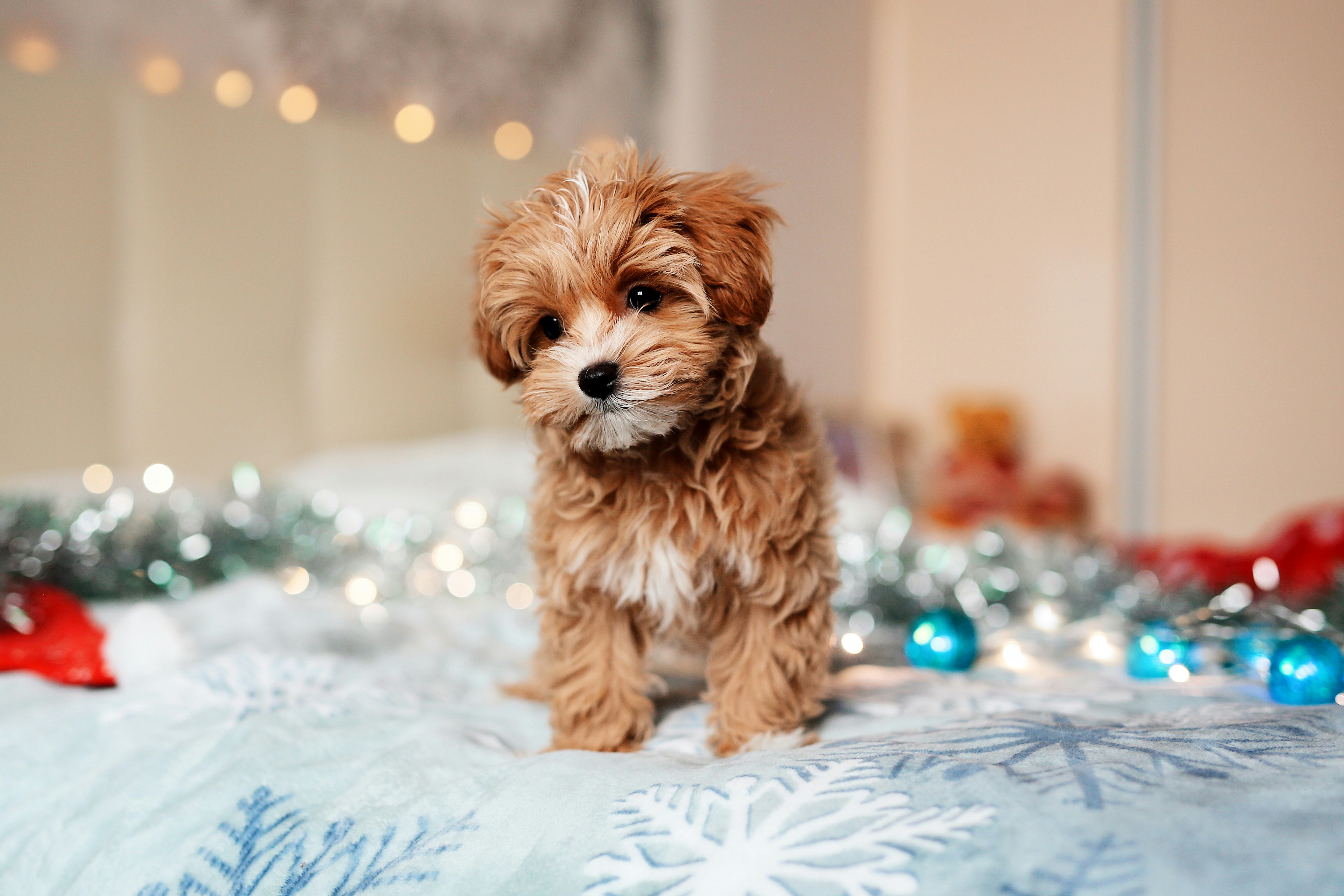 250 Dog Name Ideas For When You Can't Decide What To Call Your Pooch